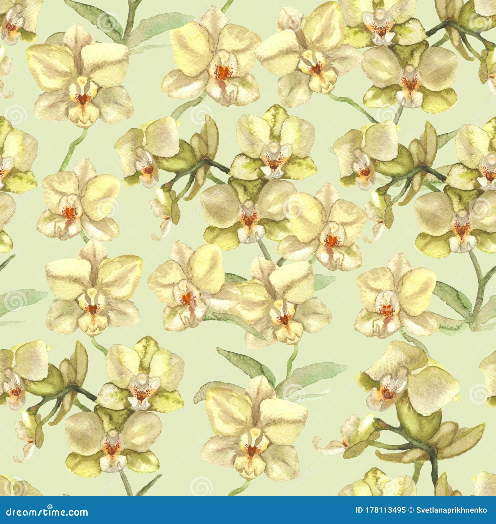 Illustration of White Orchid Stock Illustration - Illustration of ...