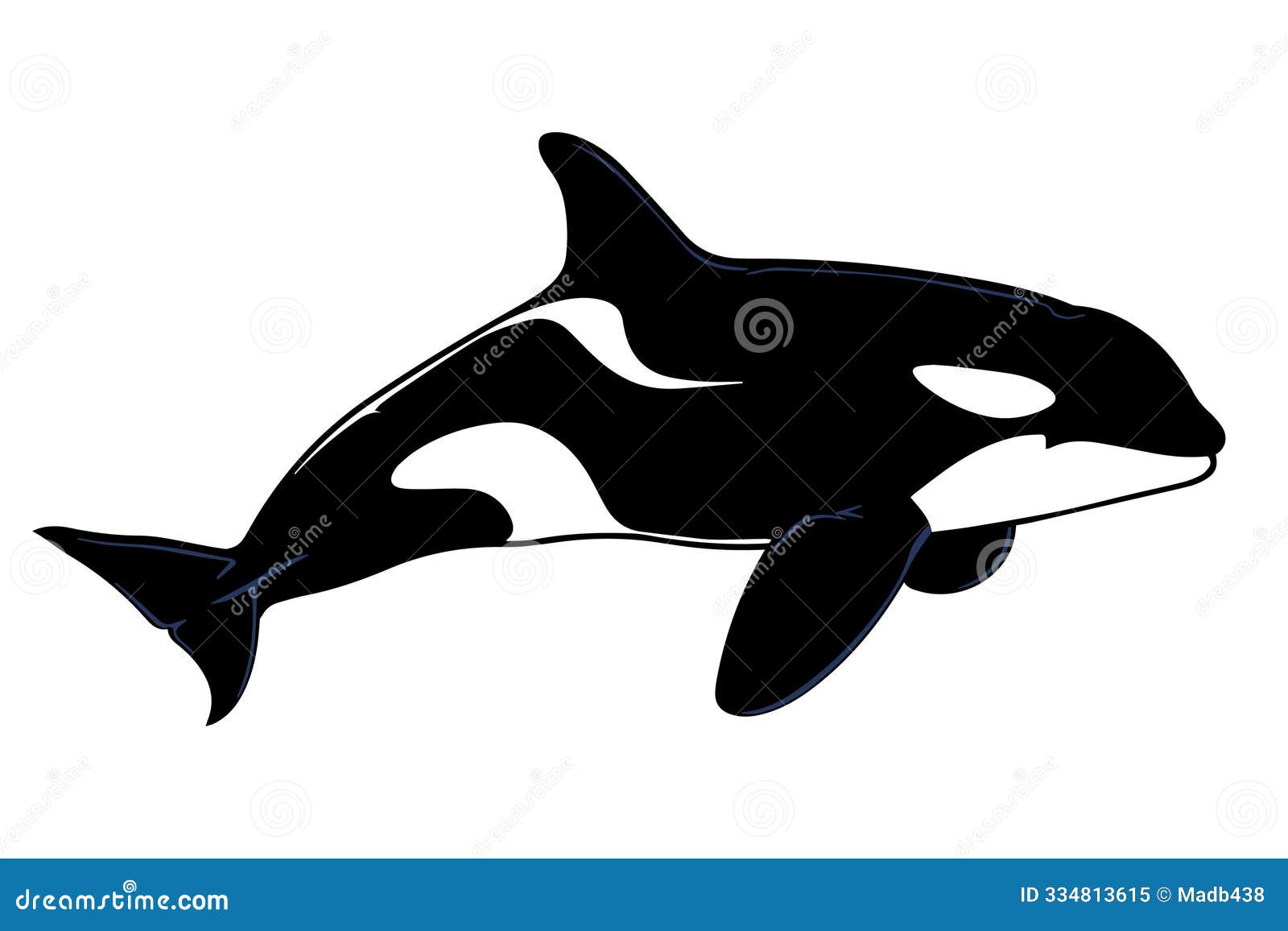 Illustration of a Wild Orca. Vector. Stock Vector - Illustration of ...