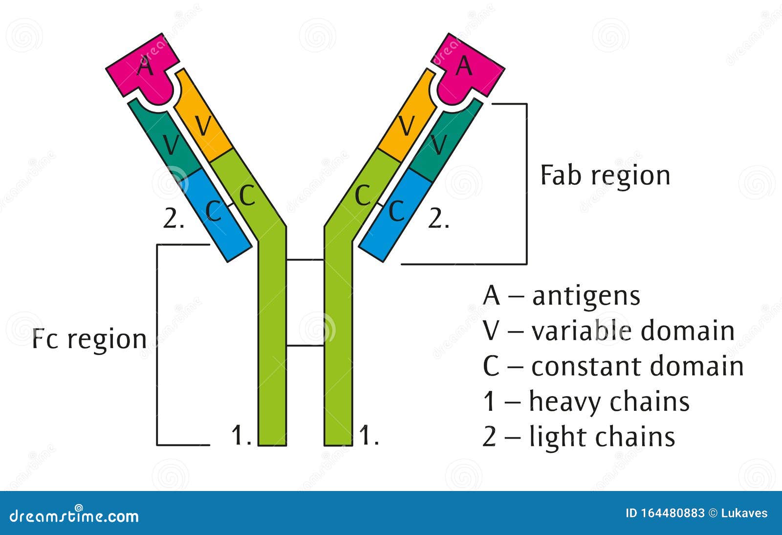 Antibody stock vector. Illustration of plasma, structure - 164480883