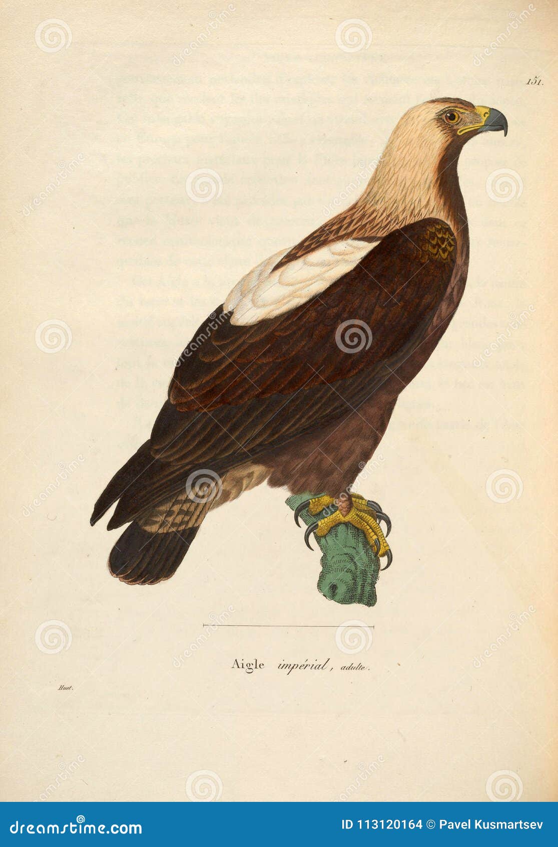 Illustrations of animal. stock illustration. Illustration of wildlife ...