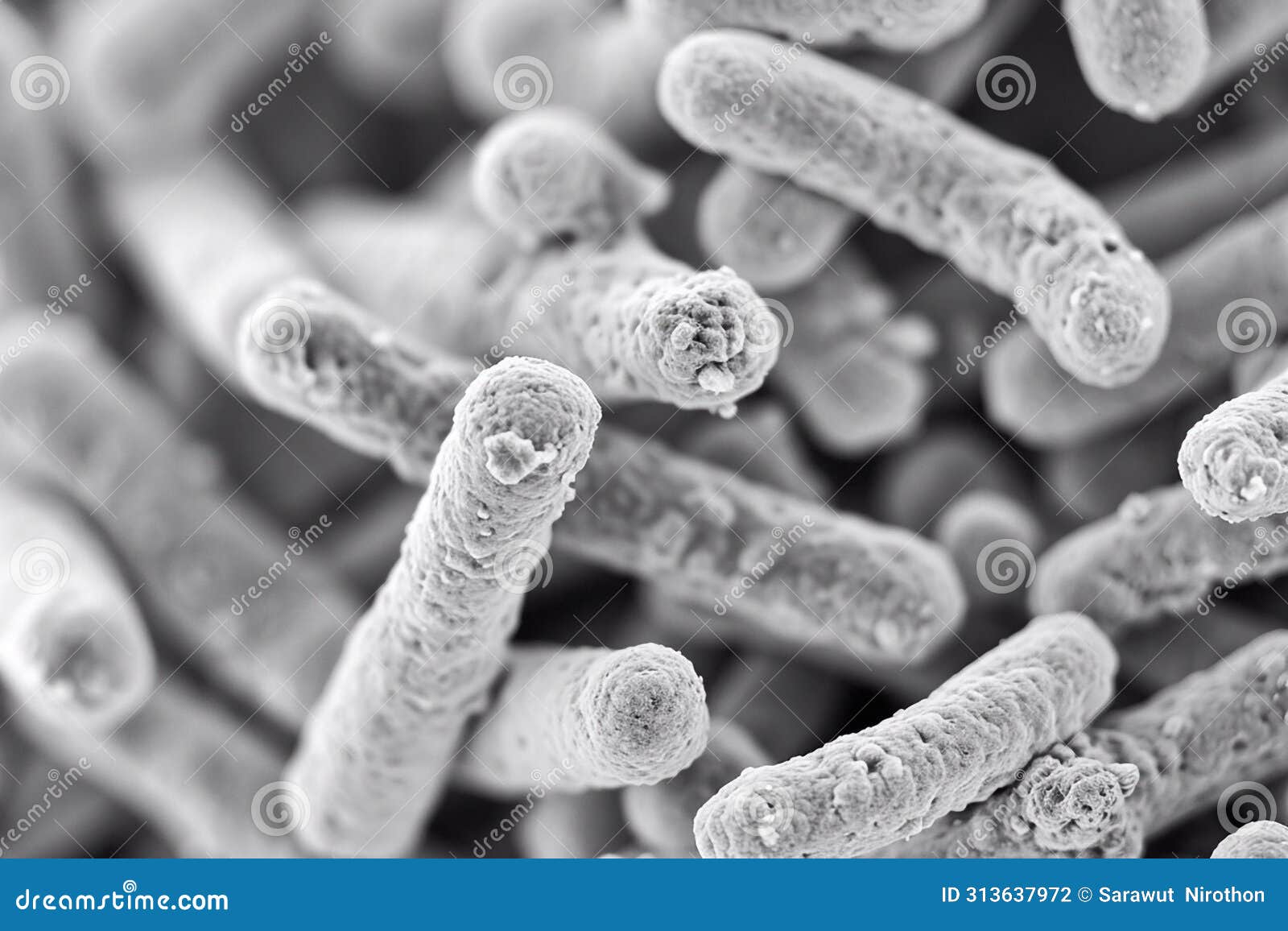 Illustrations of Bacteria Under the Microscope Stock Illustration ...