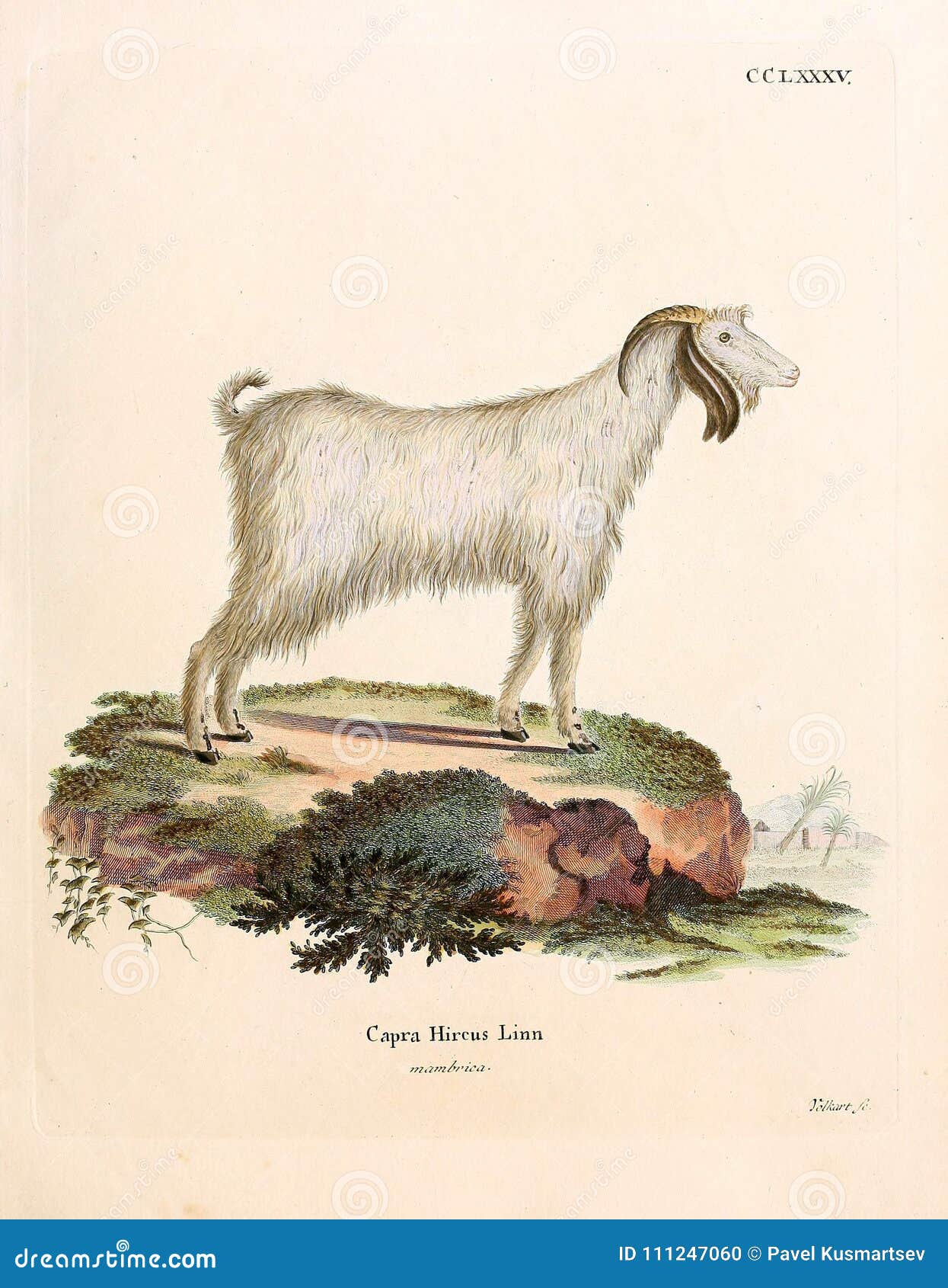 Illustrations of goat. stock illustration. Illustration of style ...