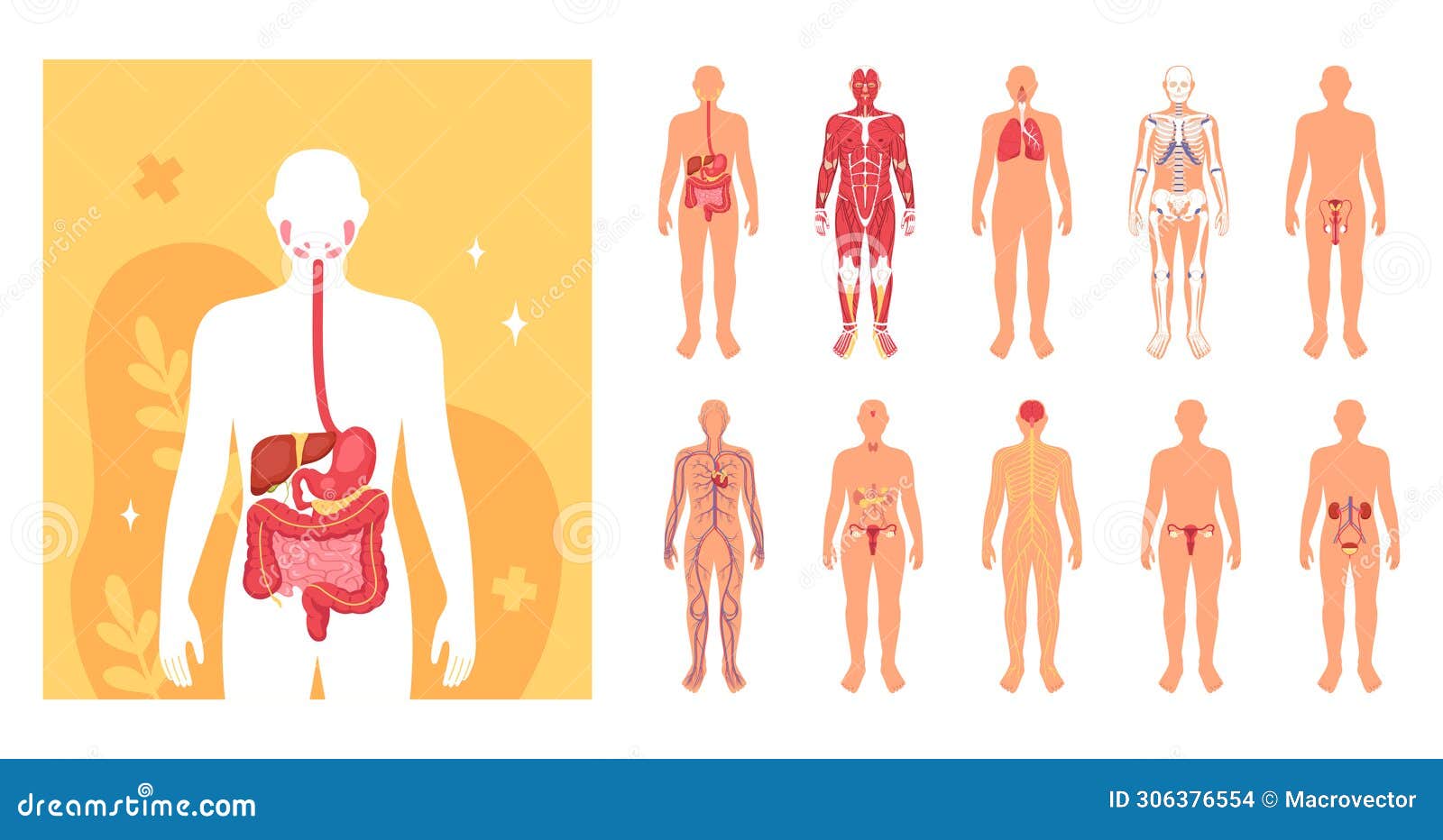 Human Body and Organs Illustrations in Flat Design Stock Illustration ...