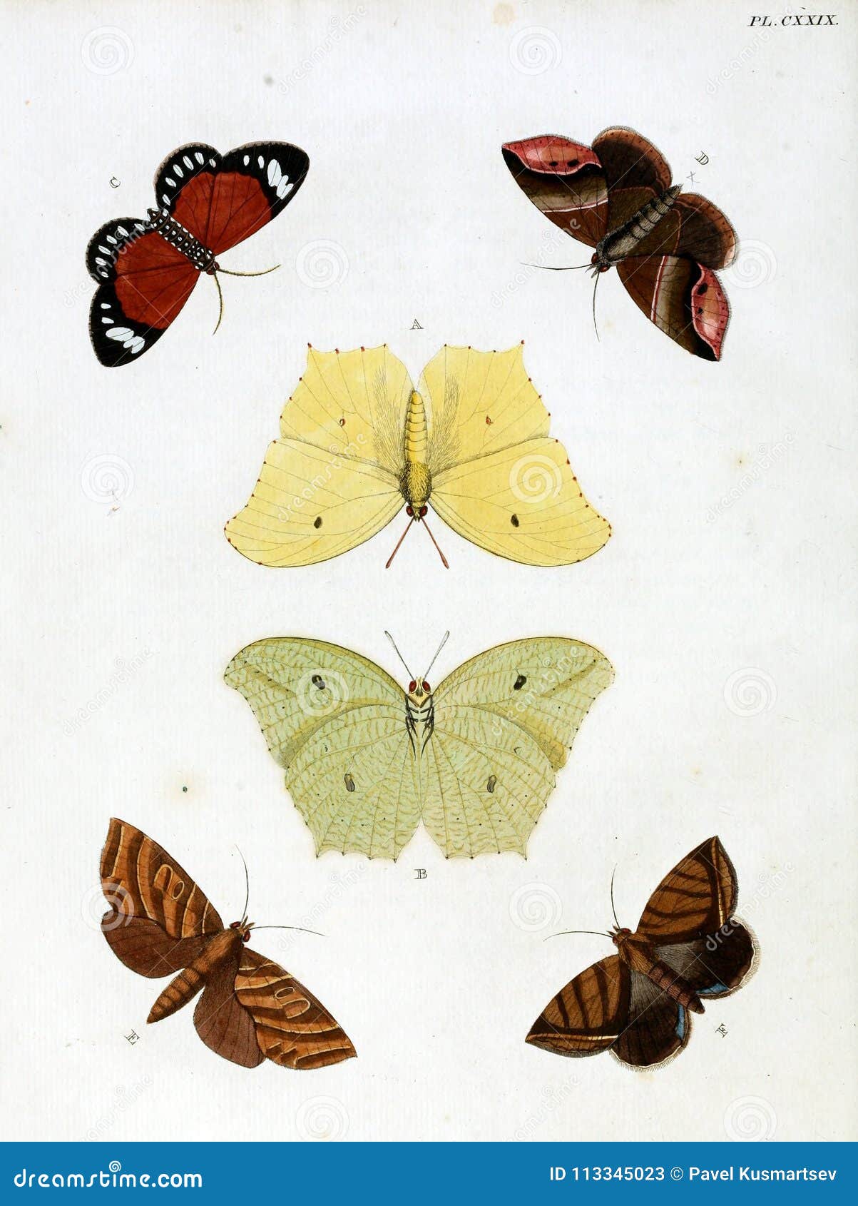 Illustrations of Insect. editorial stock photo. Image of insect - 113345023