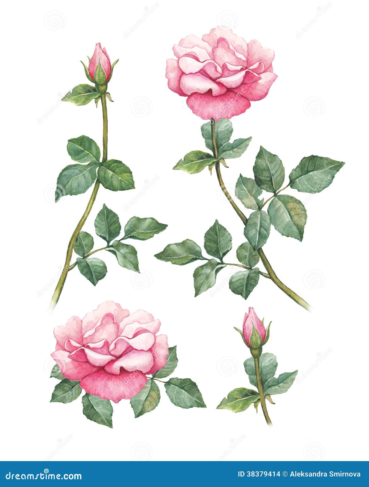 Rose Botanical Illustrations Stock Illustrations – 2,620 Rose Botanical ...