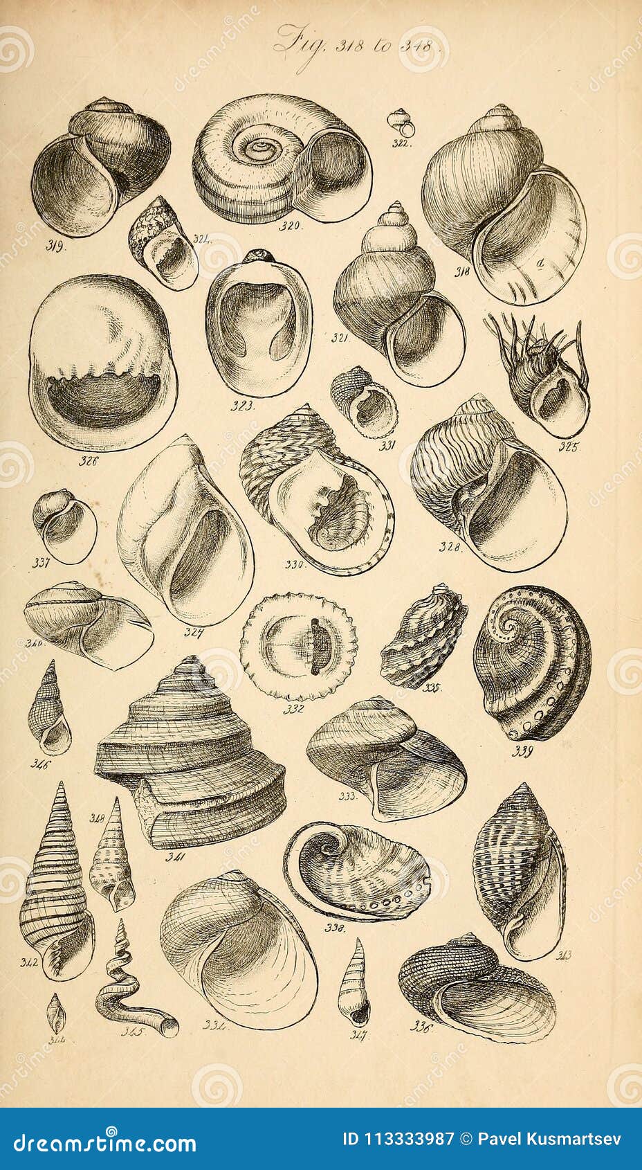 Illustrations of seashell stock illustration. Illustration of abstract ...