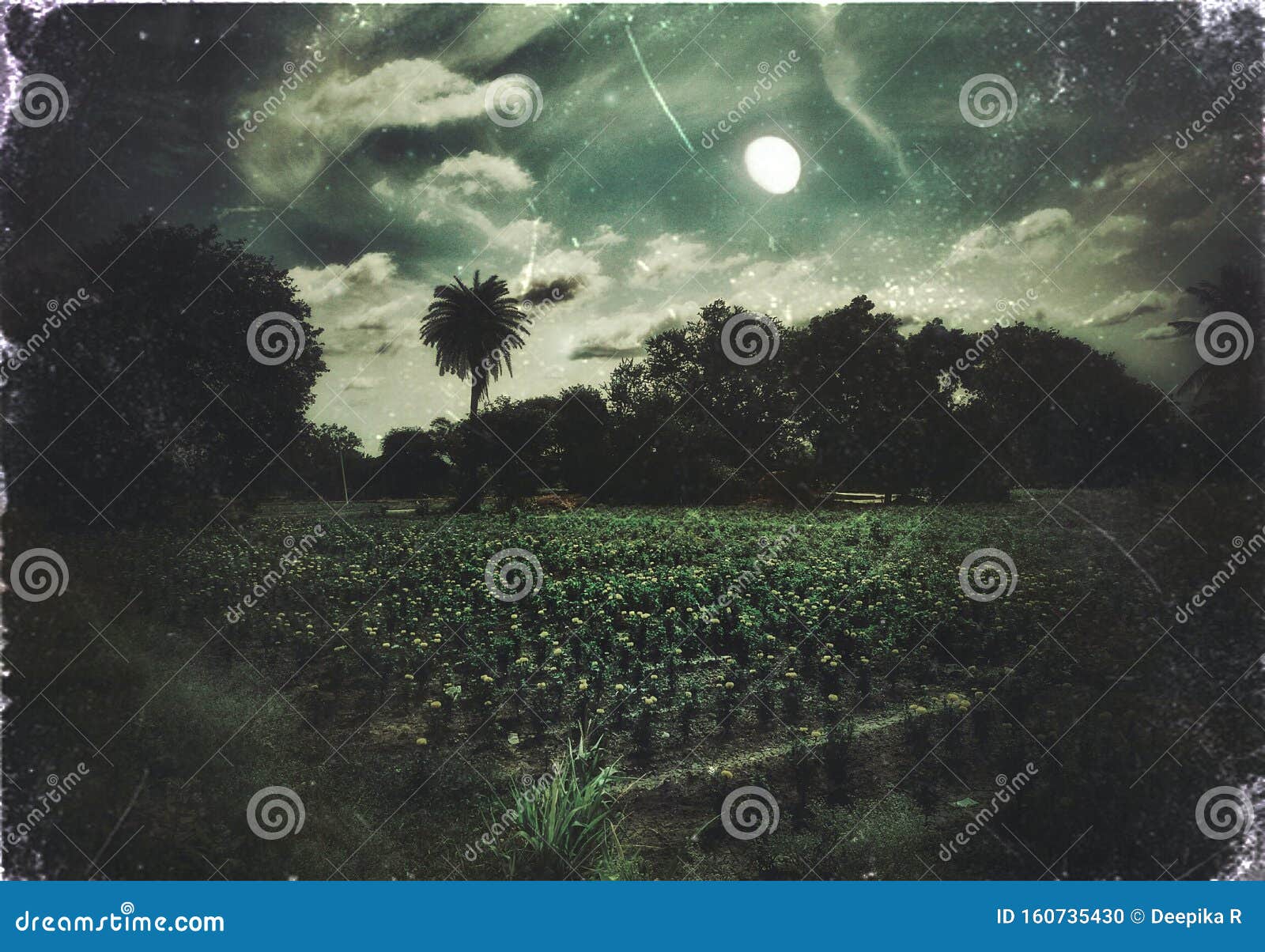An Illustrative Image of a Beautiful Moonlight Night Stock Illustration ...