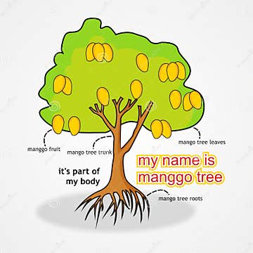 Illustrative Image of a Mango Tree and the Name of the Part of the ...