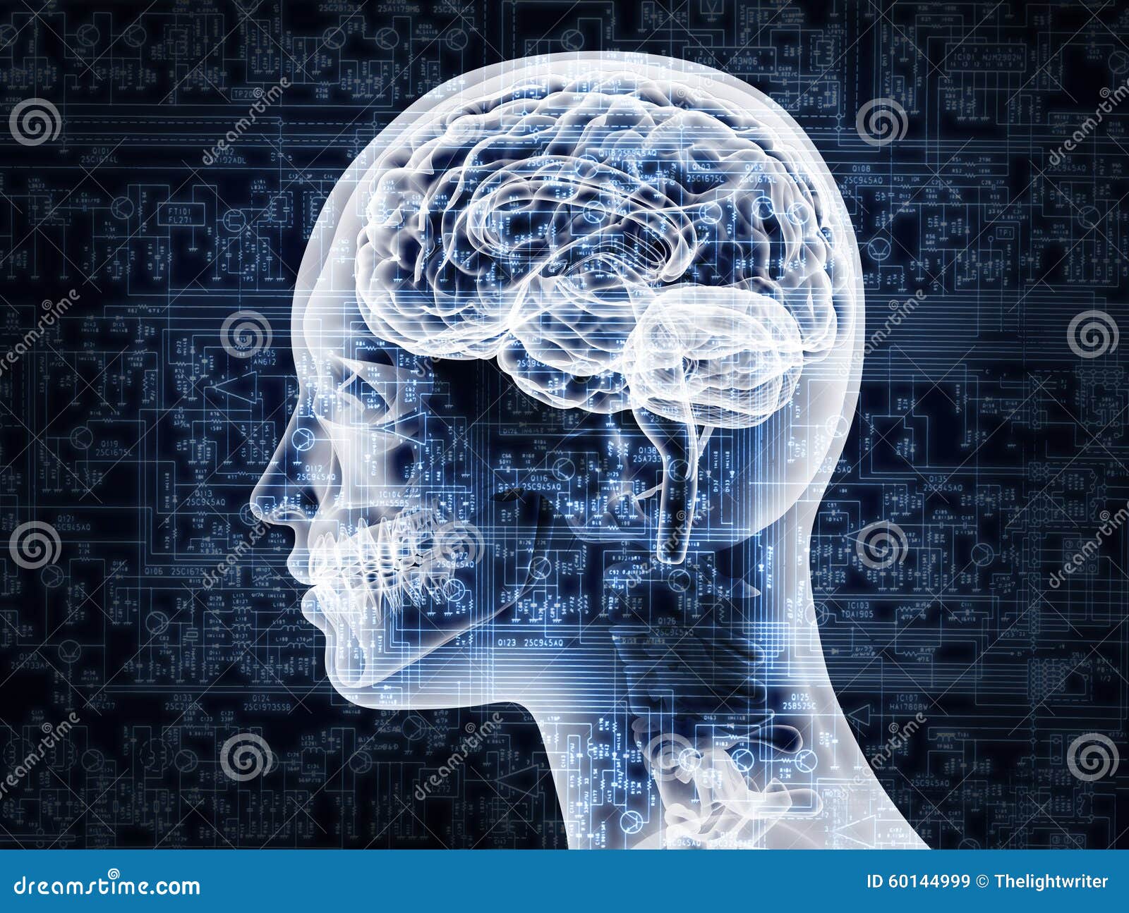 Illustrative Representation of Female Brain Anatomy Stock Illustration ...