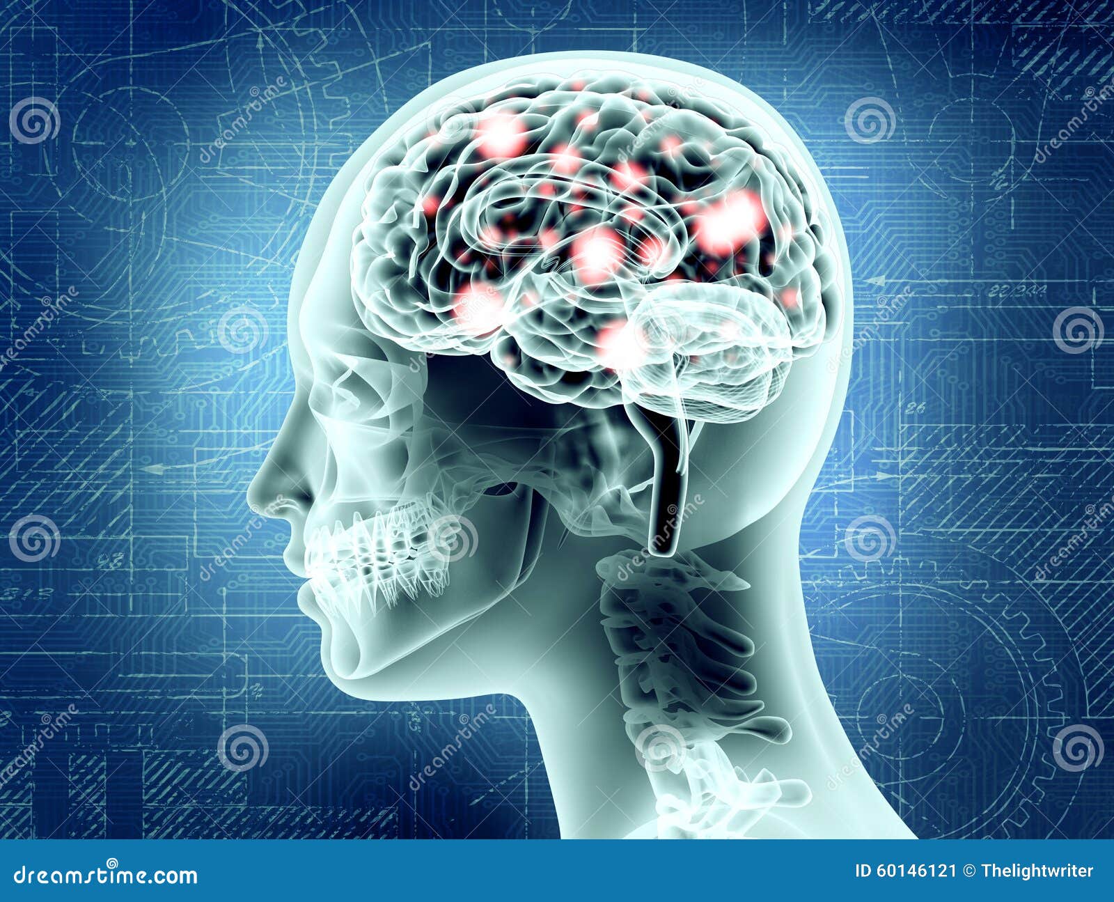 Illustrative Representation of Female Brain Anatomy Stock Illustration ...