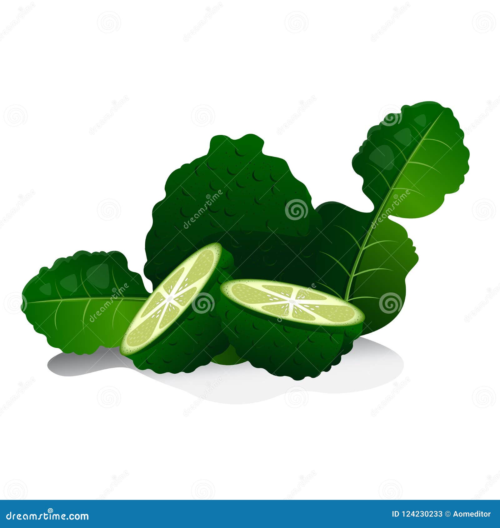 Bergamot Fruit With Leaf And Half Of Fruit, Hand Drawn Cartoon Vector ...