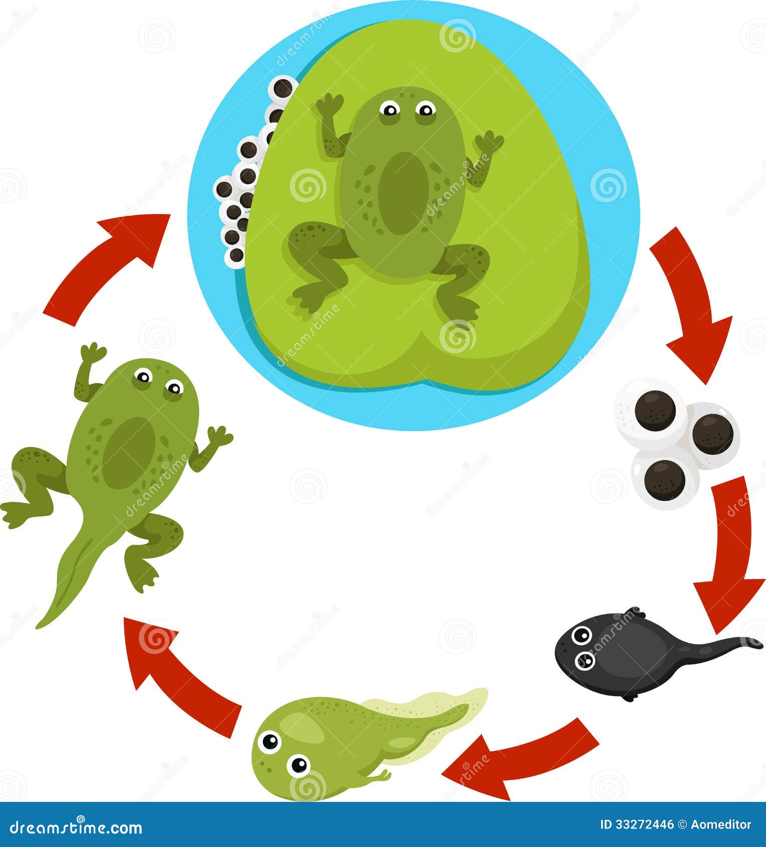 Hojas De Trabajo Sobre El Ciclo De Vida De Una Rana Ciclo De Vida De