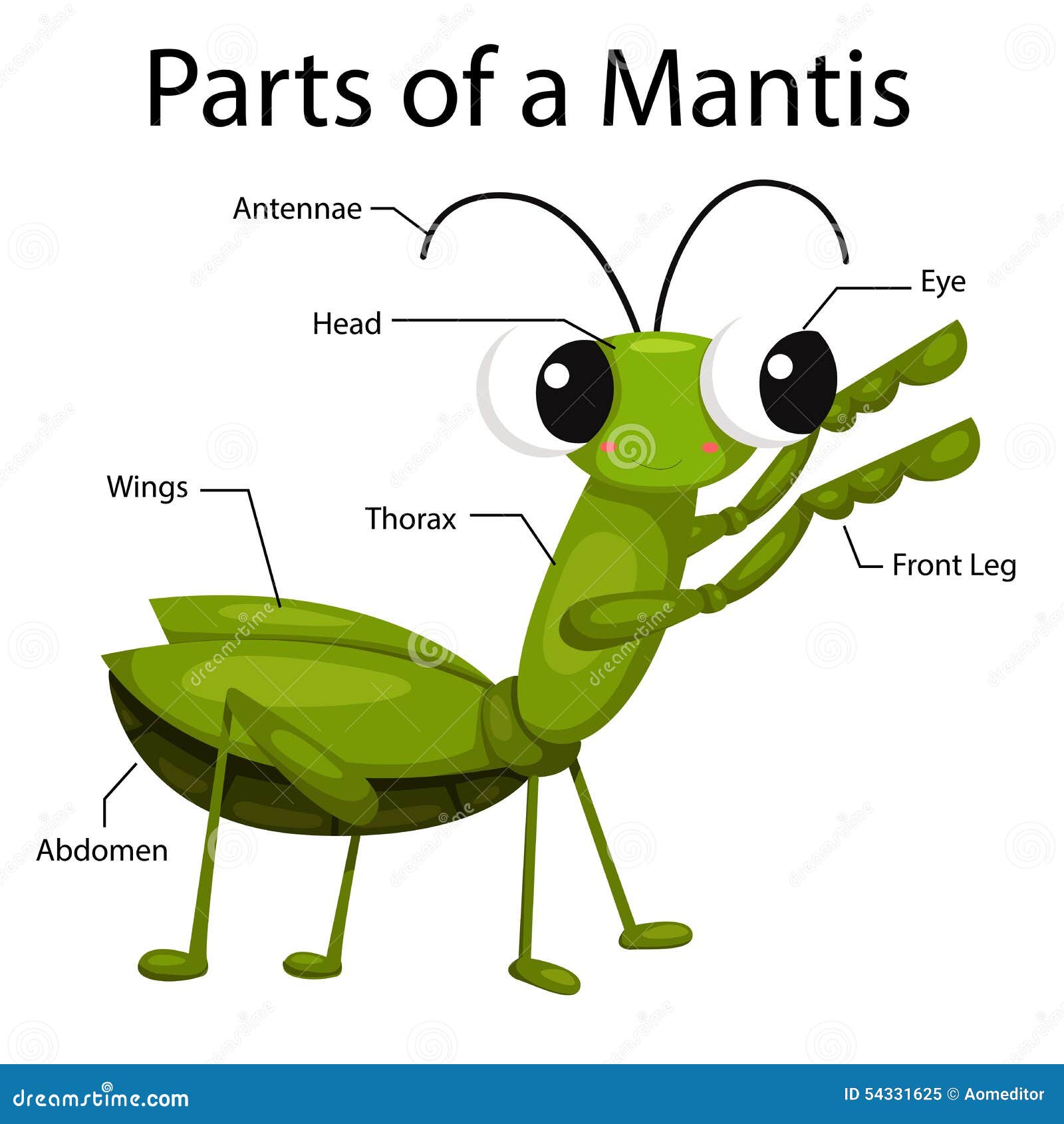Illustrator Parts of a Mantis Stock Vector - Illustration of front ...