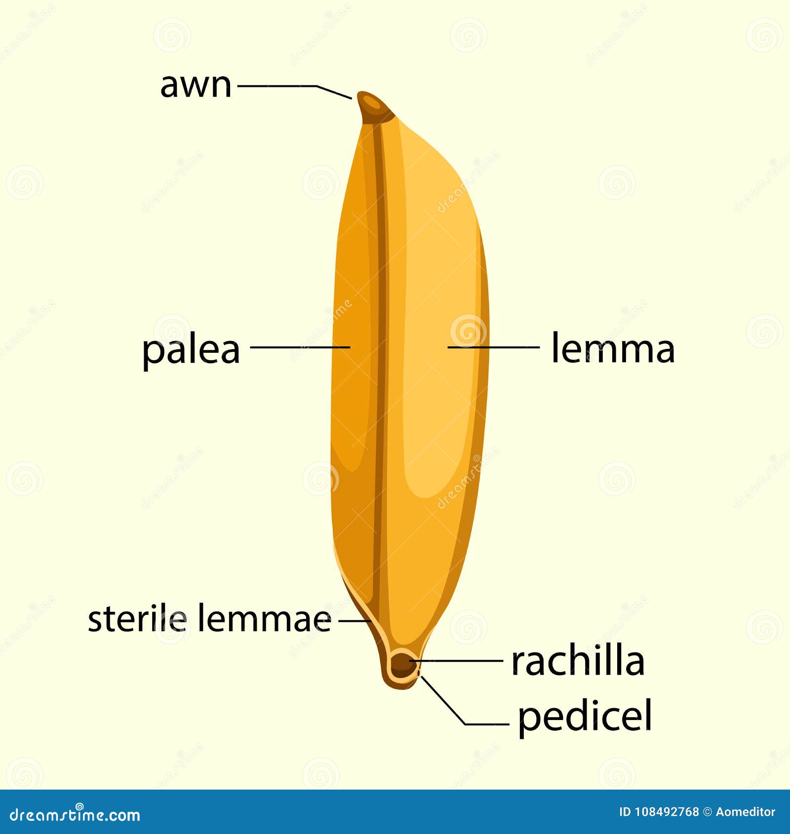 Rice Seed Of The Grass Oryza Sativa Vector Illustration | CartoonDealer ...