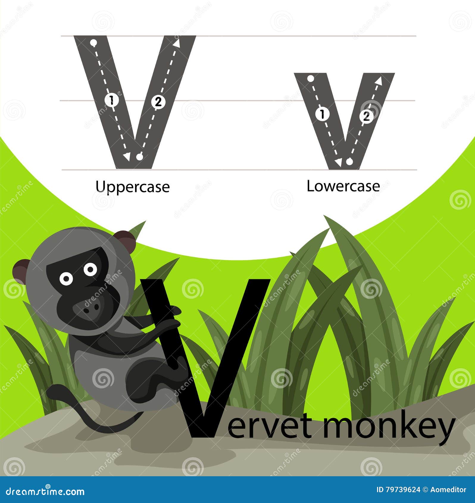 Illustrator of Vervet Monkey with V Font Stock Vector - Illustration of ...