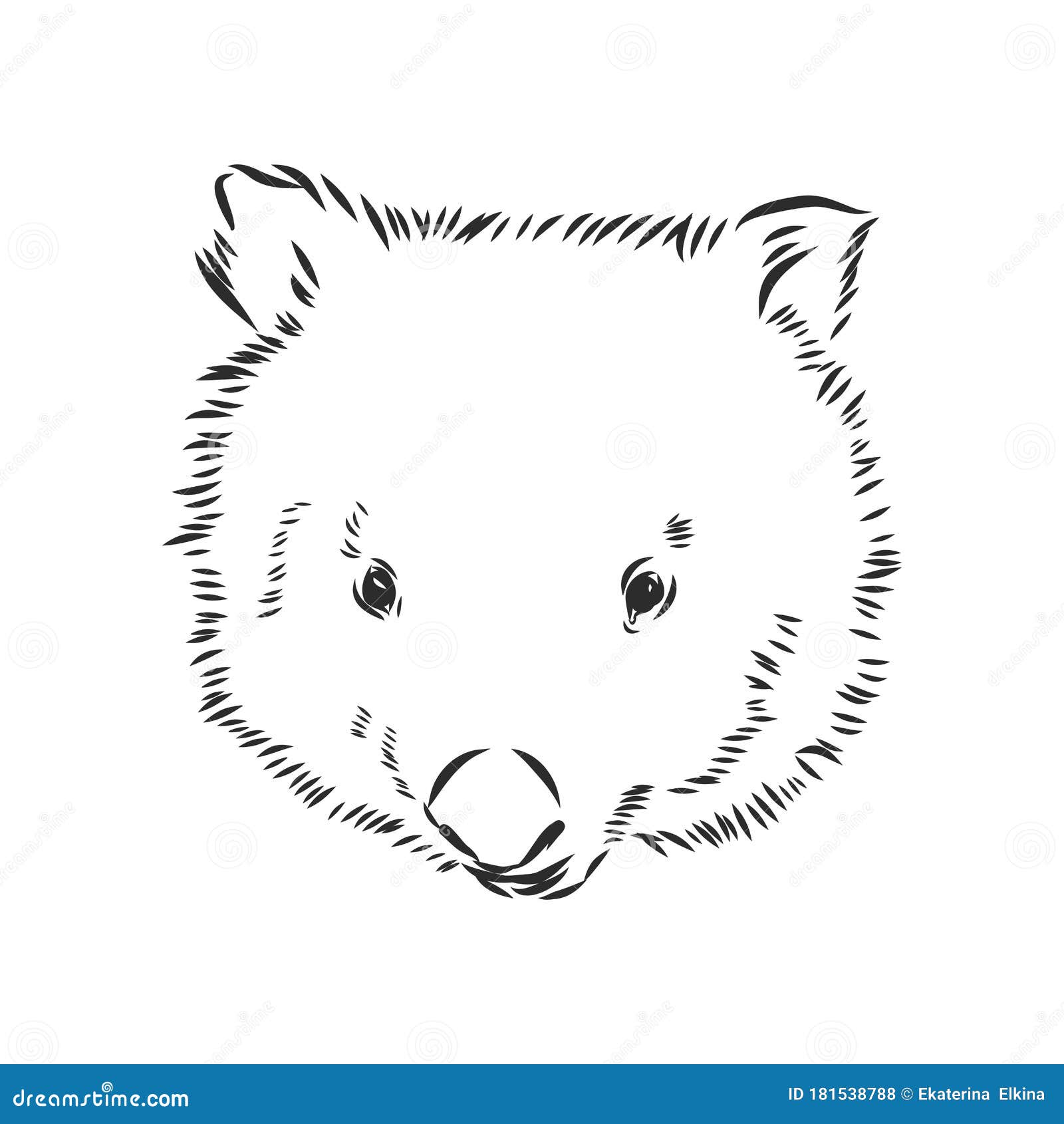 Illustratuin With Wombat Sketch Isolated On White Background, Wombat ...