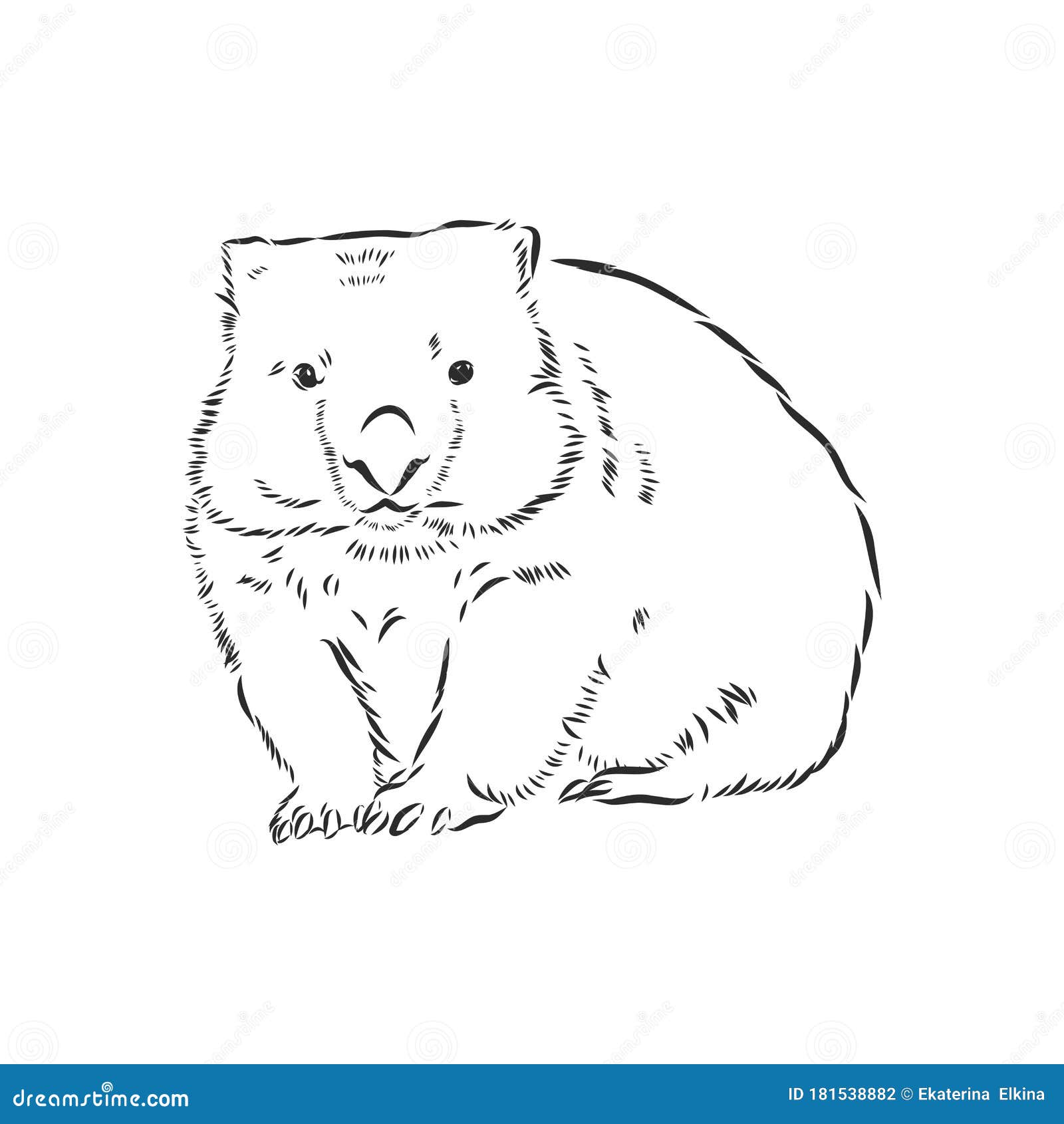 Illustratuin With Wombat Sketch Isolated On White Background, Wombat ...