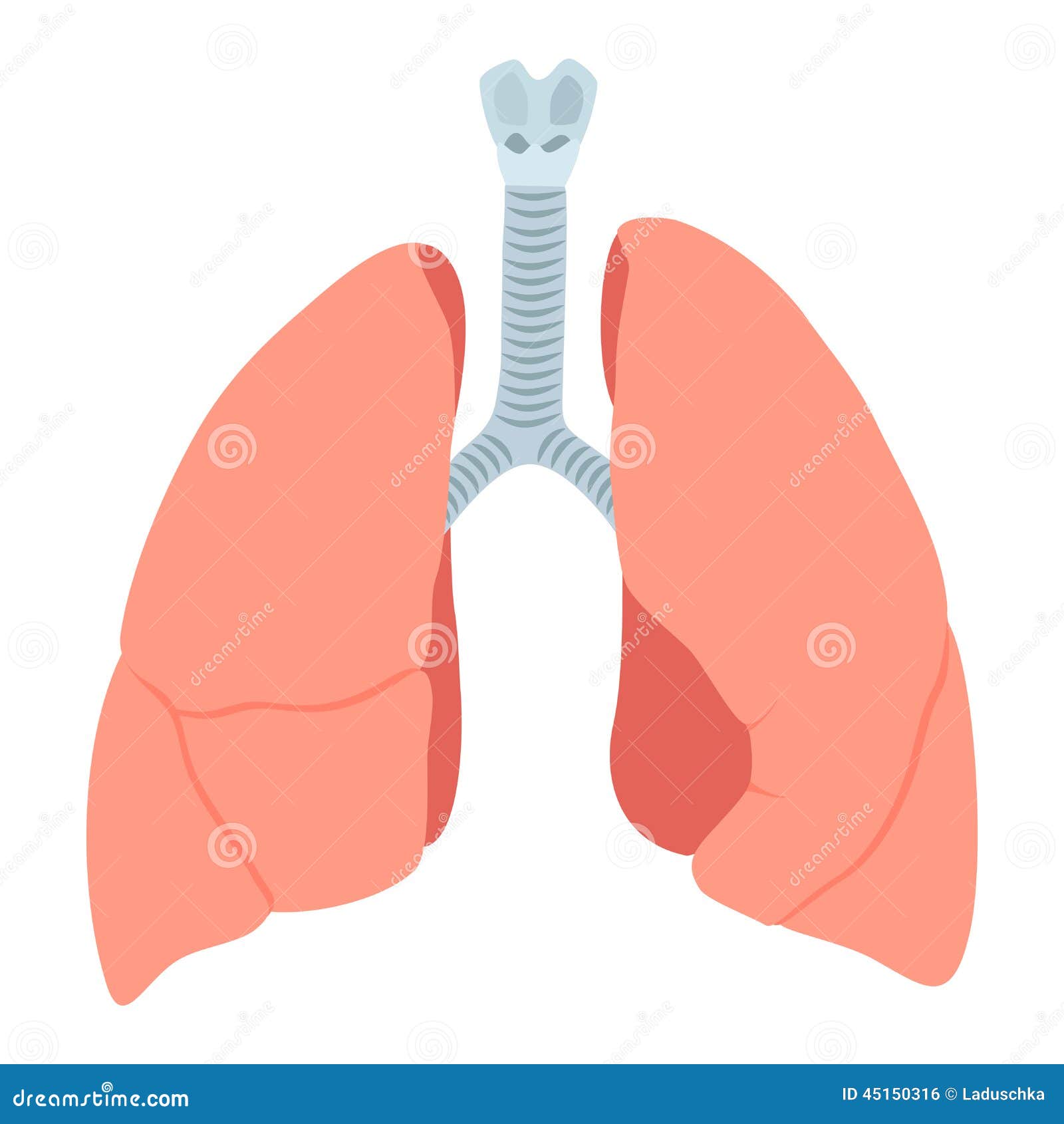Illustrazione Anatomica Dei Polmoni Illustrazione Vettoriale ...