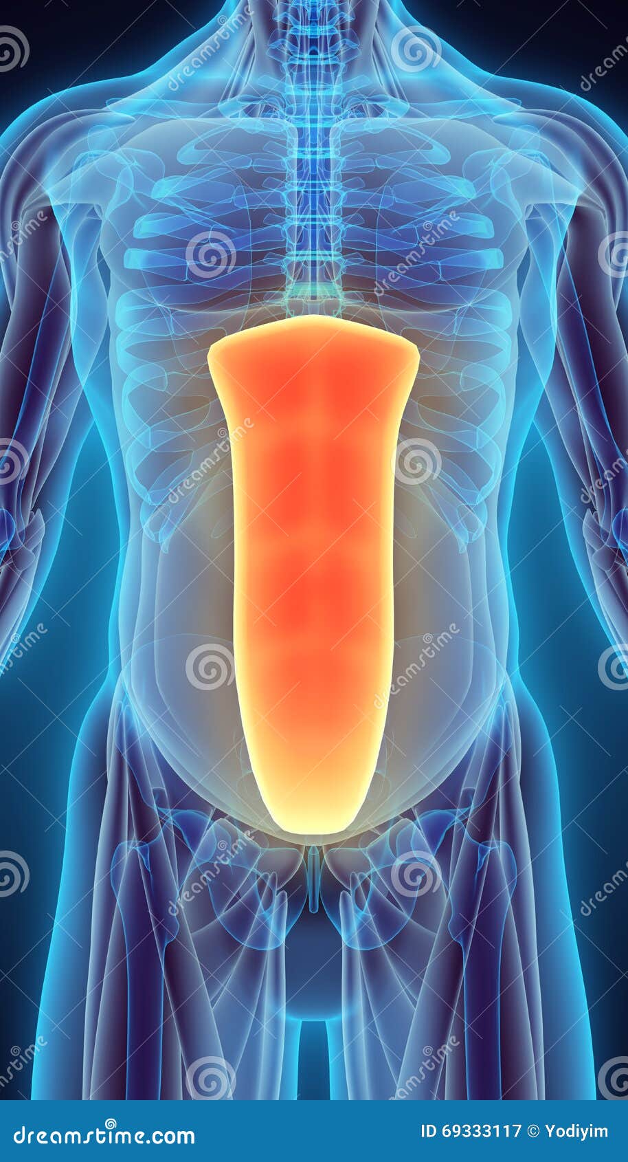 Illustrazione 3D Del Retto Abdominus Illustrazione di Stock ...