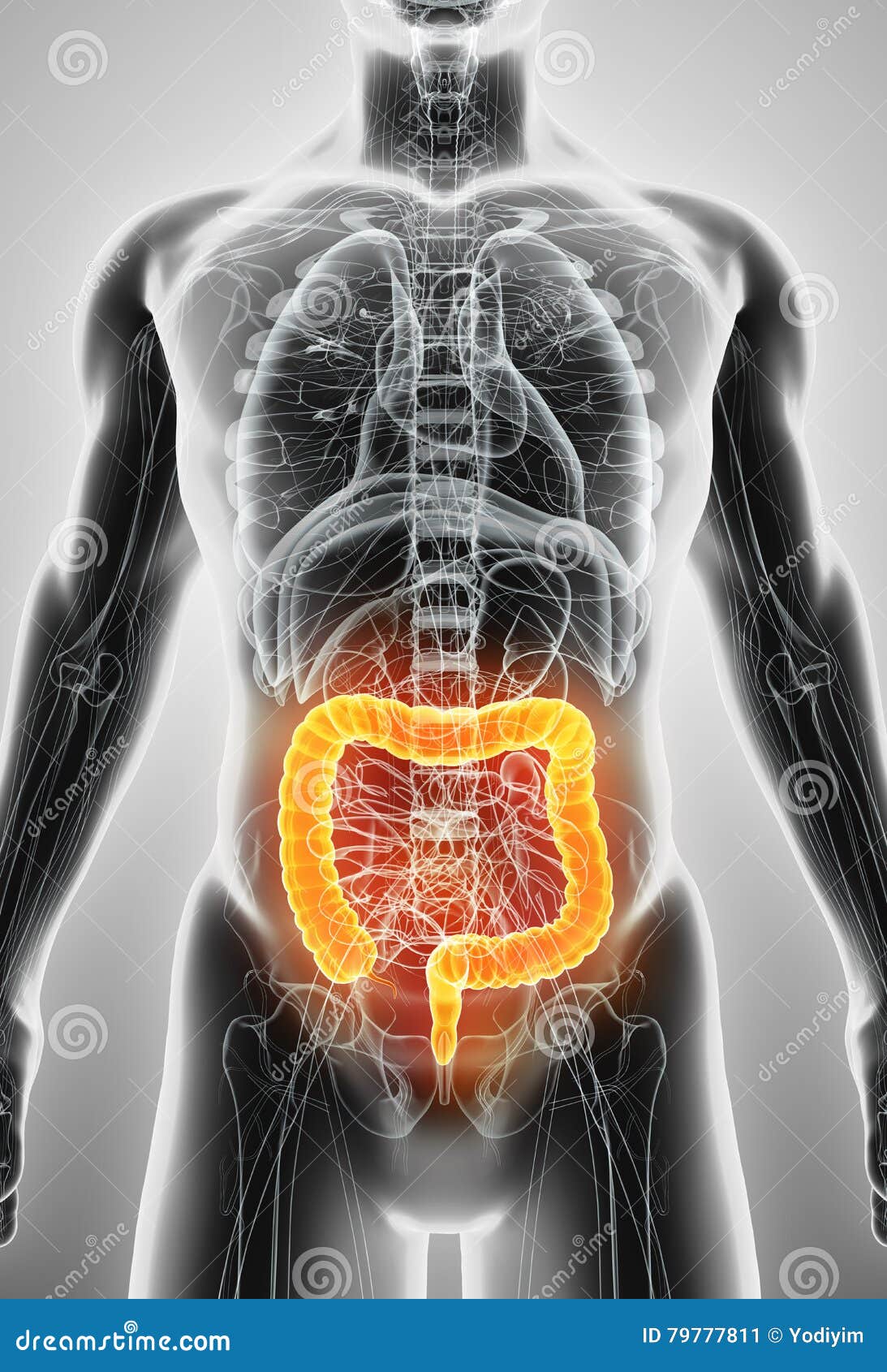 Illustrazione 3D Dell'intestino Crasso Illustrazione di Stock ...