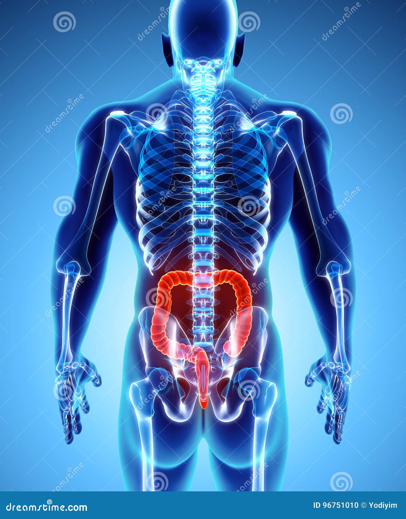 Illustrazione 3D Dell'intestino Crasso Illustrazione di Stock ...