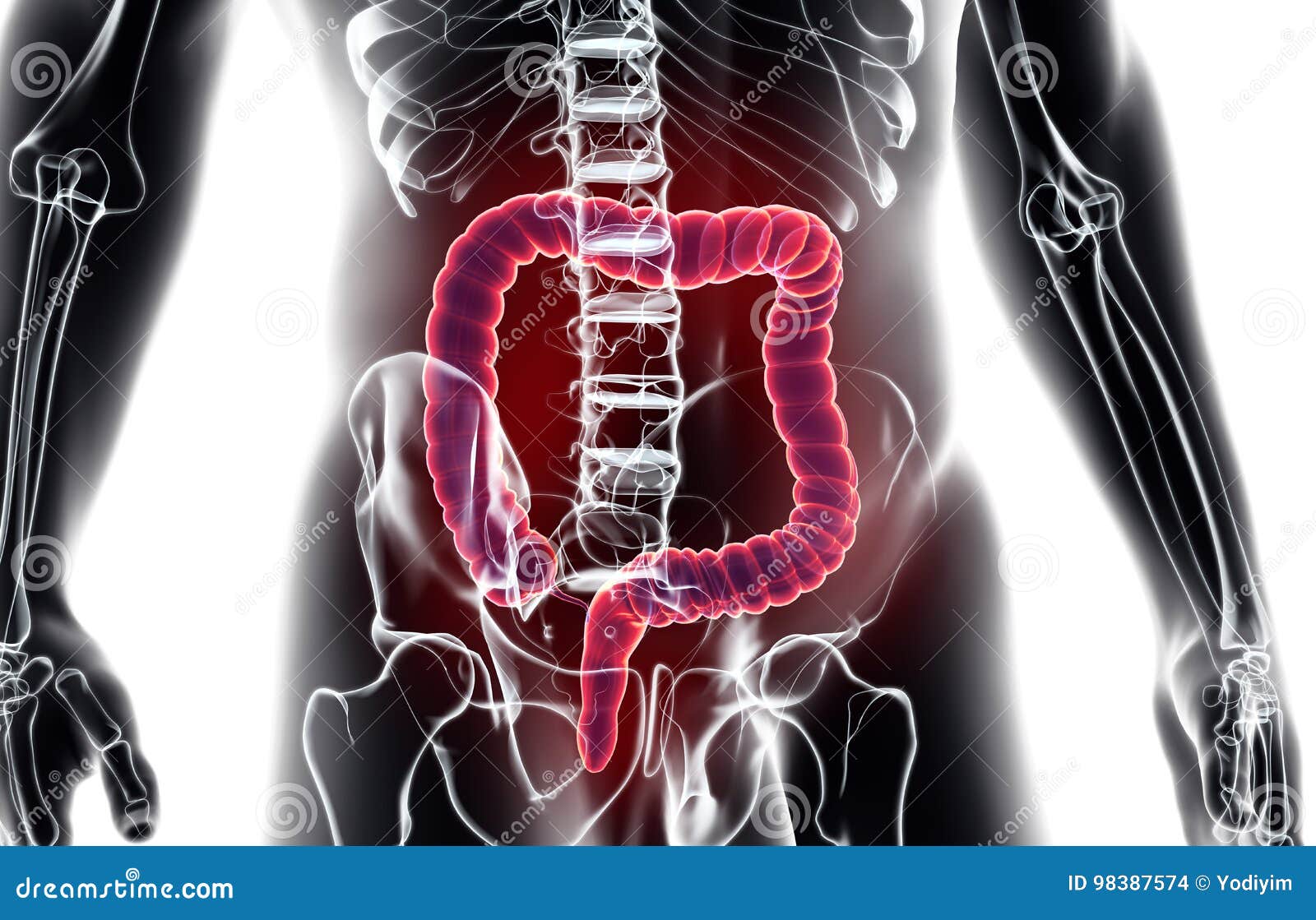 Illustrazione 3D Dell'intestino Crasso Illustrazione di Stock ...