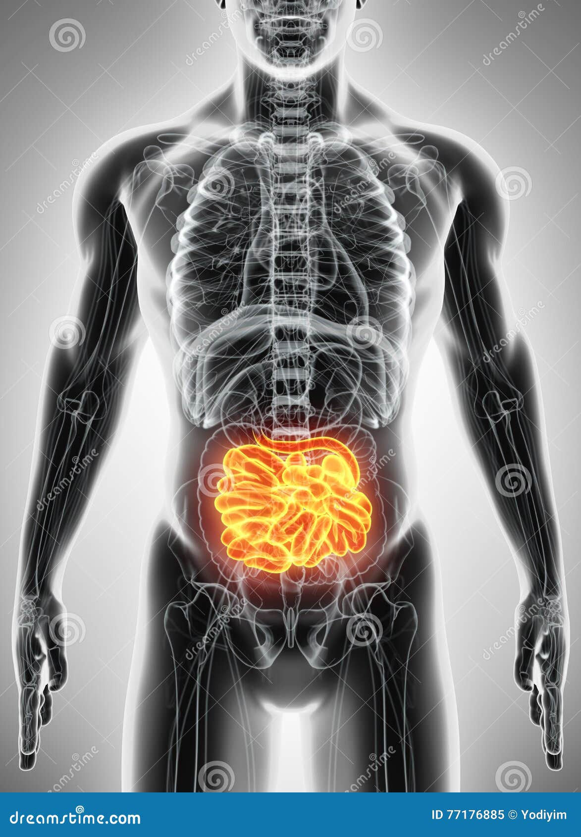Illustrazione 3D Dell'intestino Tenue Illustrazione di Stock ...