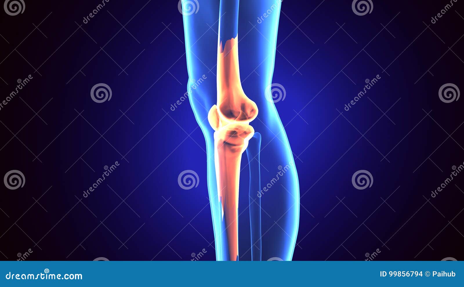 Illustrazione 3D Della Patella - Parte Dello Scheletro Umano ...