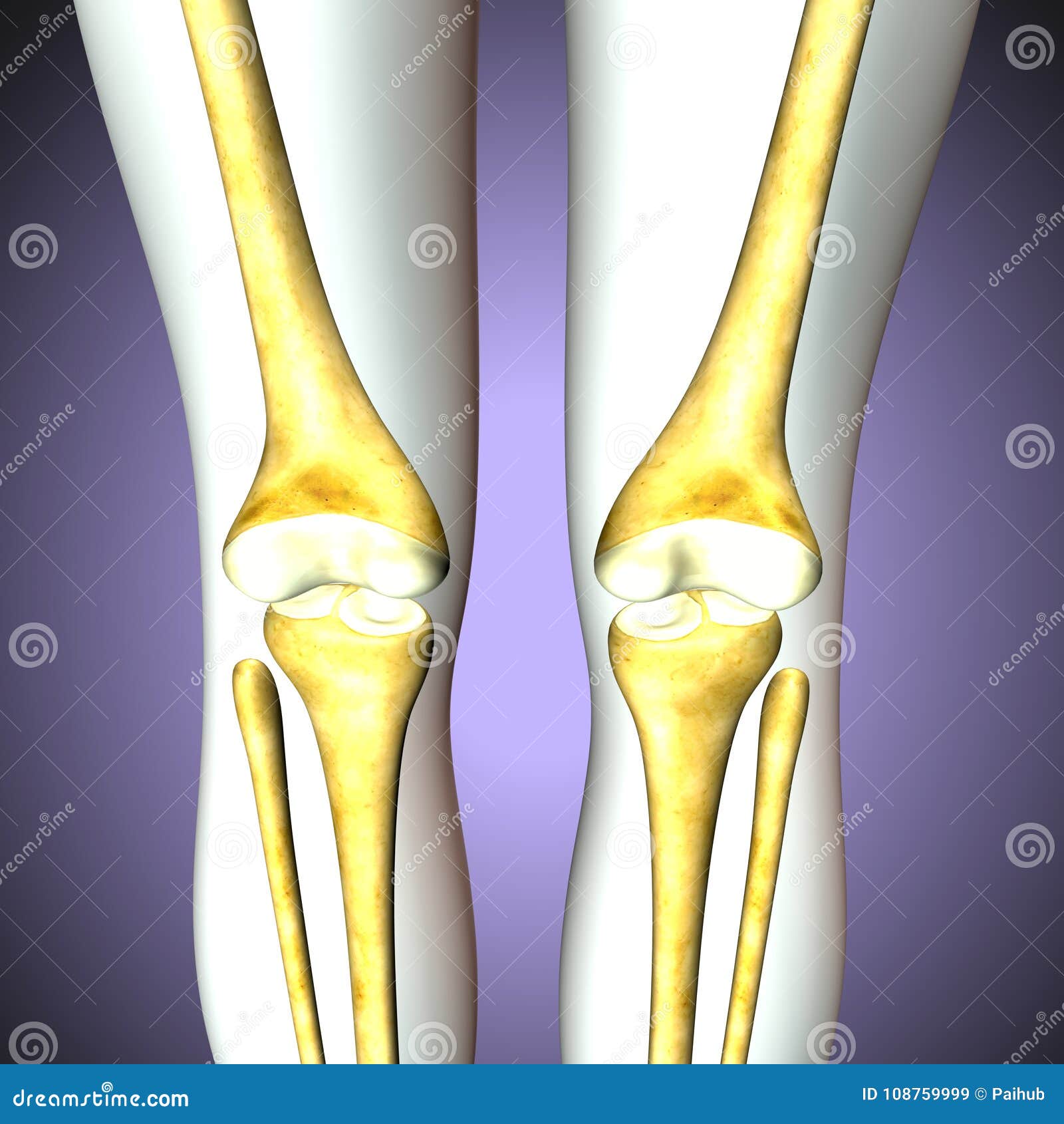 Illustrazione 3D Della Tibia - Parte Dello Scheletro Umano ...