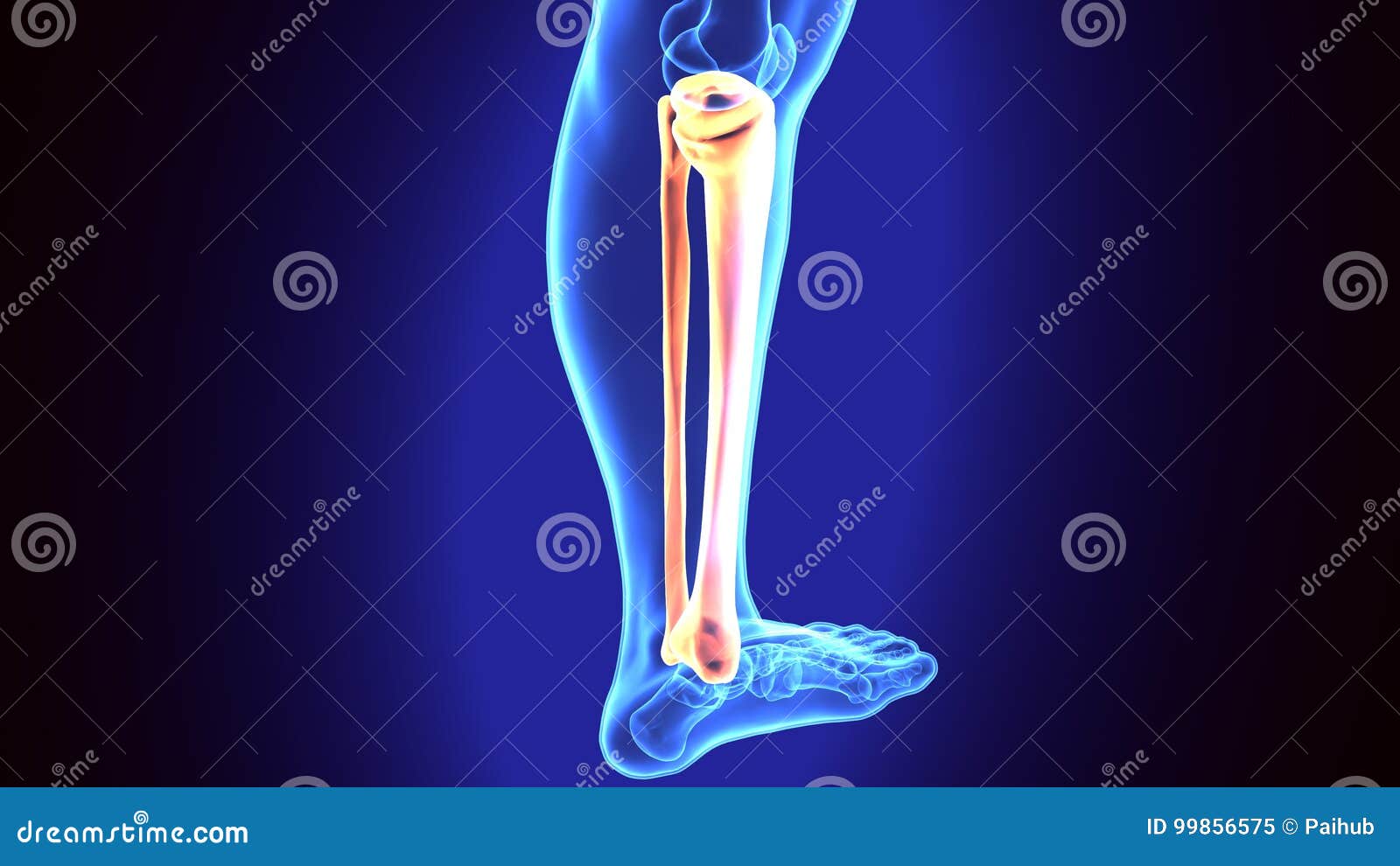 Illustrazione 3D Delle Ossa Di Scheletro Umane Del Perone E Della Tibia ...