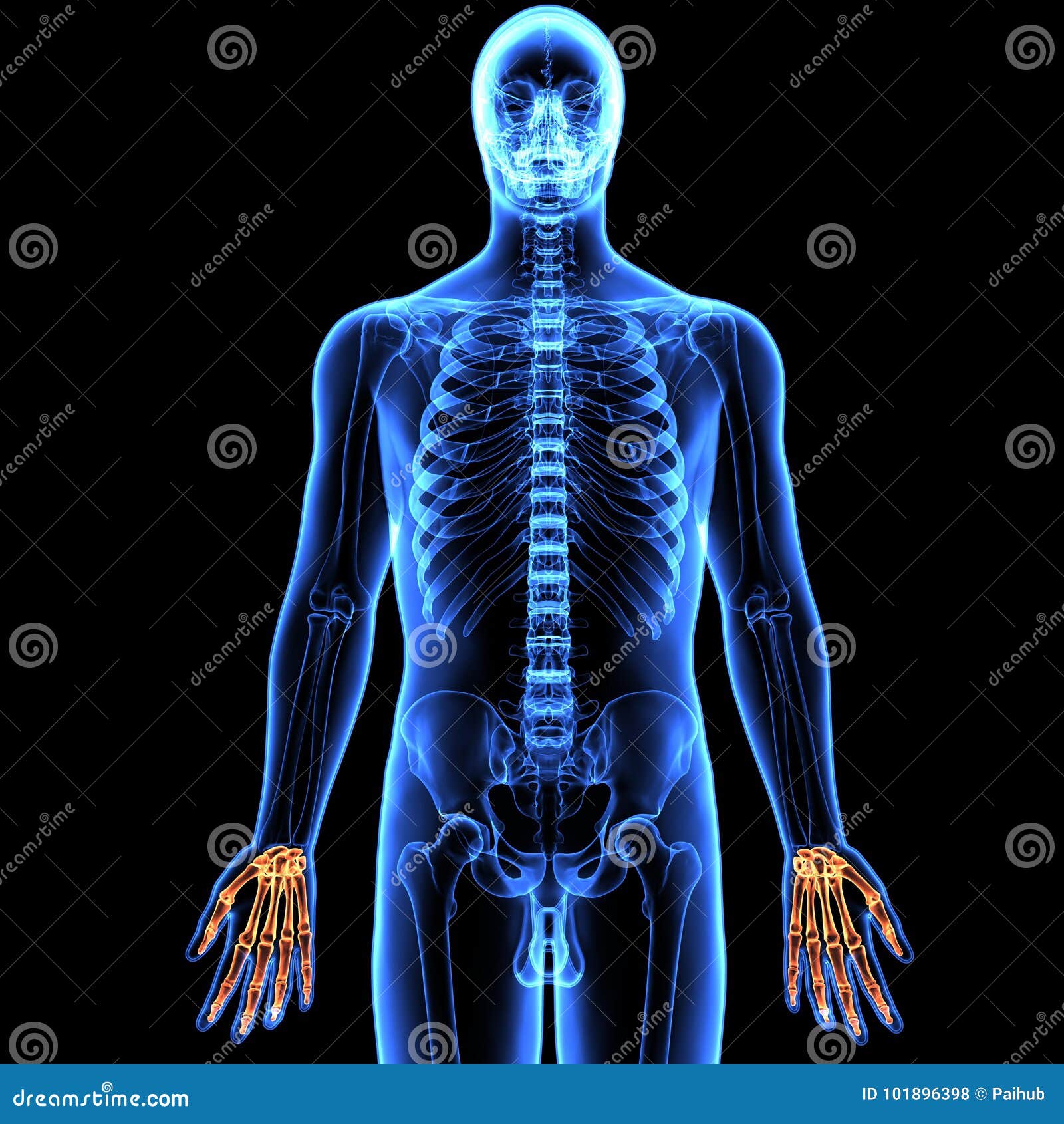 Illustrazione 3D Dello Scheletro Della Mano - Parte Dello Scheletro ...