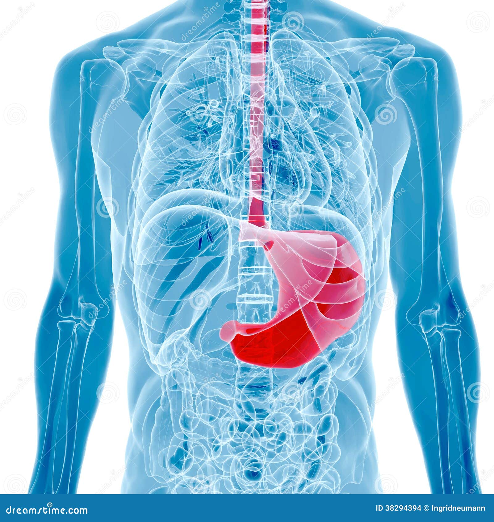 Illustrazione 3d Dello Stomaco Umano Illustrazione di Stock ...