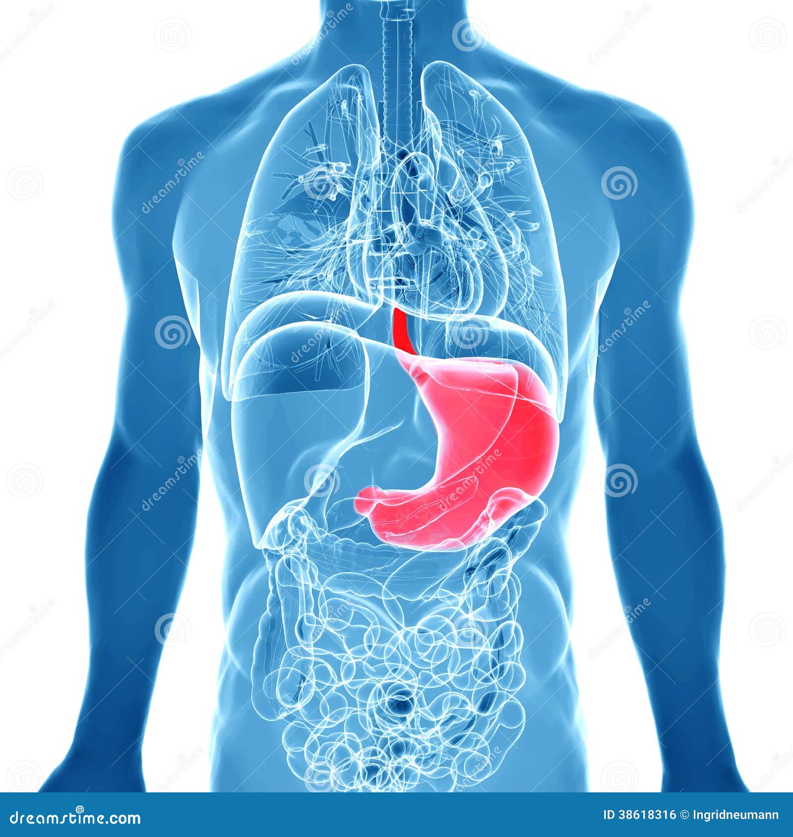 Illustrazione 3d Dello Stomaco Umano Illustrazione di Stock ...