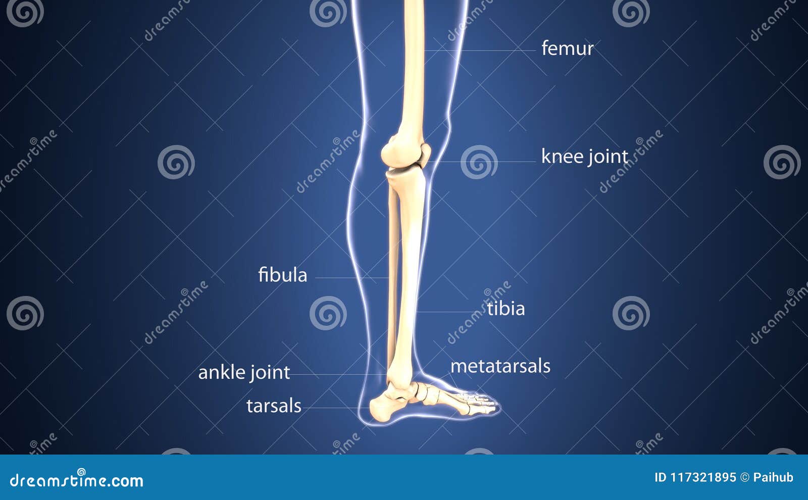 Illustrazione 3d Di Anatomia Di Scheletro Dell'osso Della Gamba Illustrazione di Stock ...