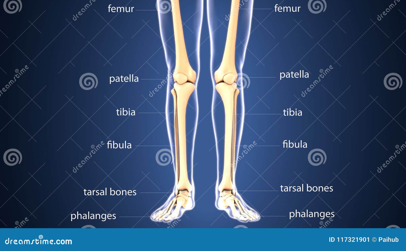 Illustrazione 3d Di Anatomia Di Scheletro Dell'osso Della Gamba ...