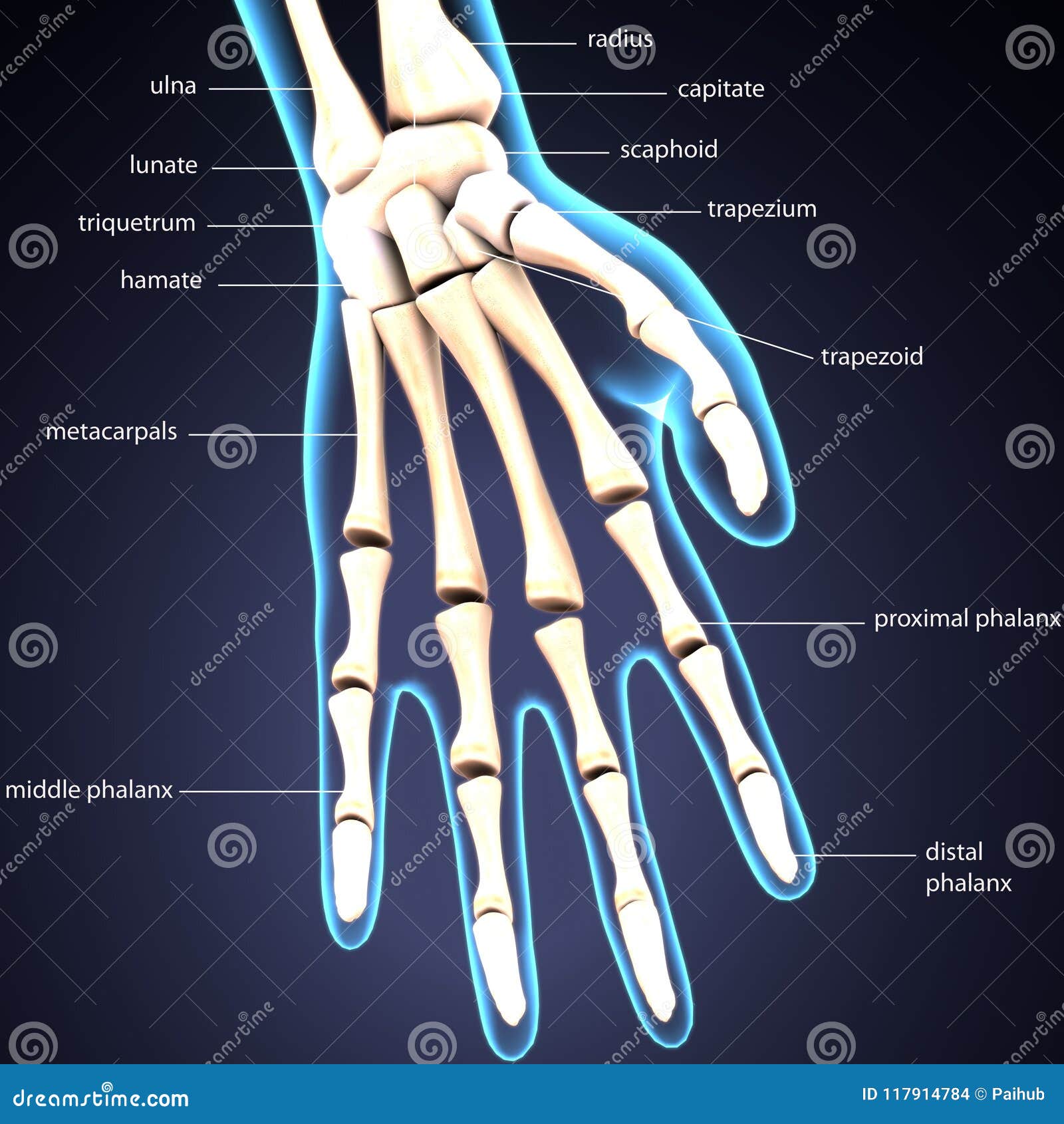 Illustrazione 3d Di Anatomia Di Scheletro Dell'osso Di Mano ...