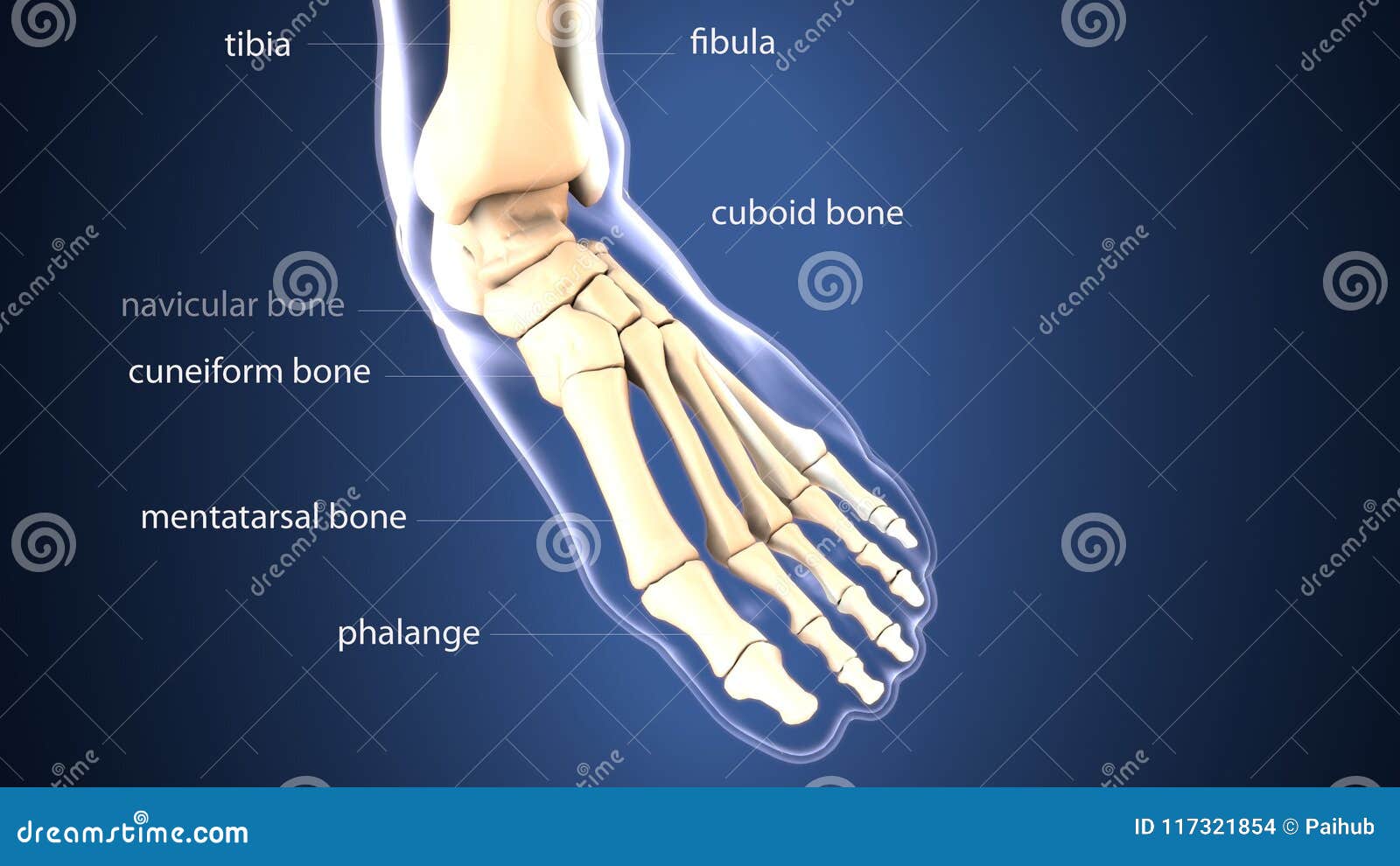 Illustrazione 3d Di Anatomia Di Scheletro Dell'osso Di Piede ...