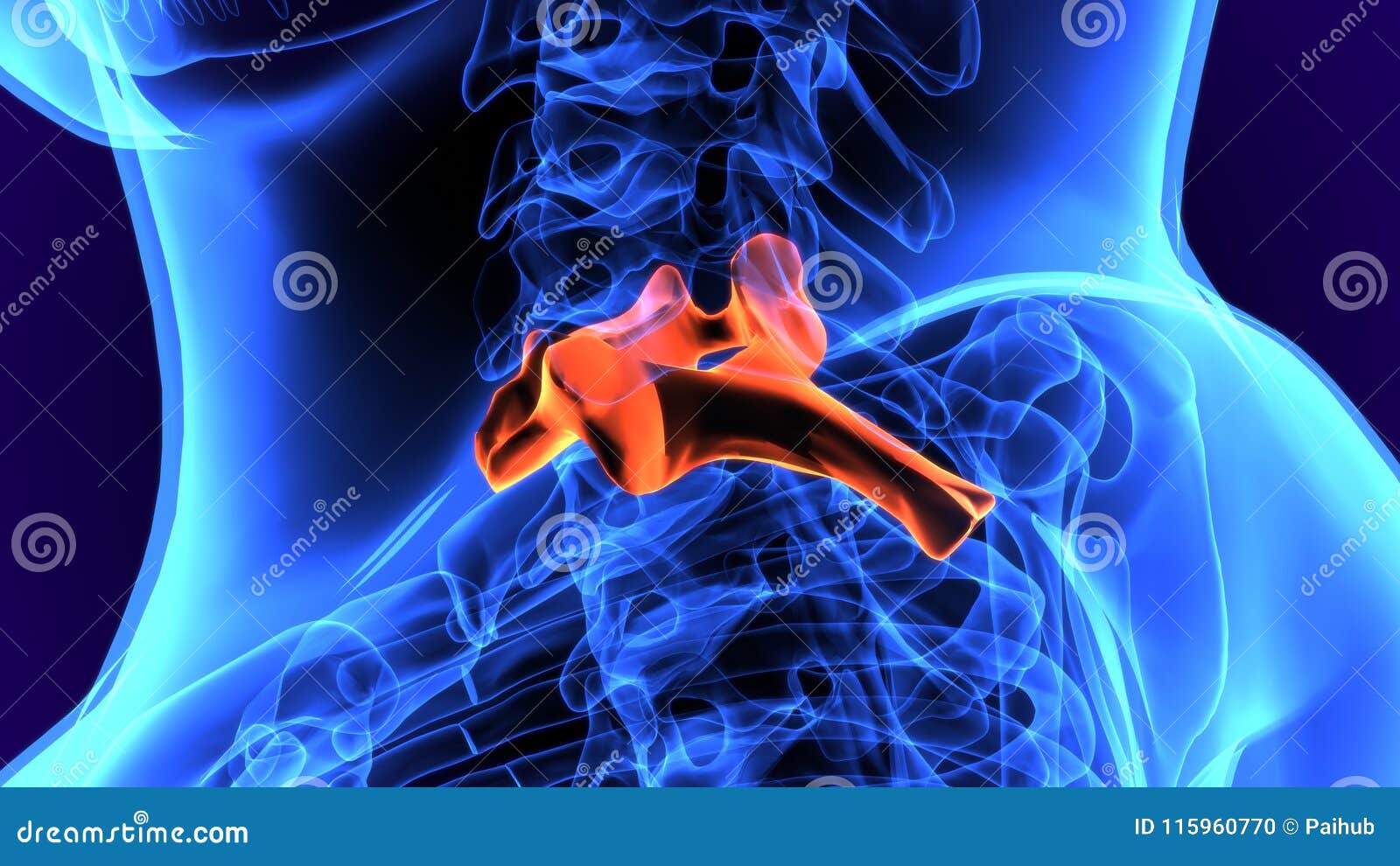 Illustrazione 3d Di Anatomia Di Scheletro Umana Illustrazione di Stock ...