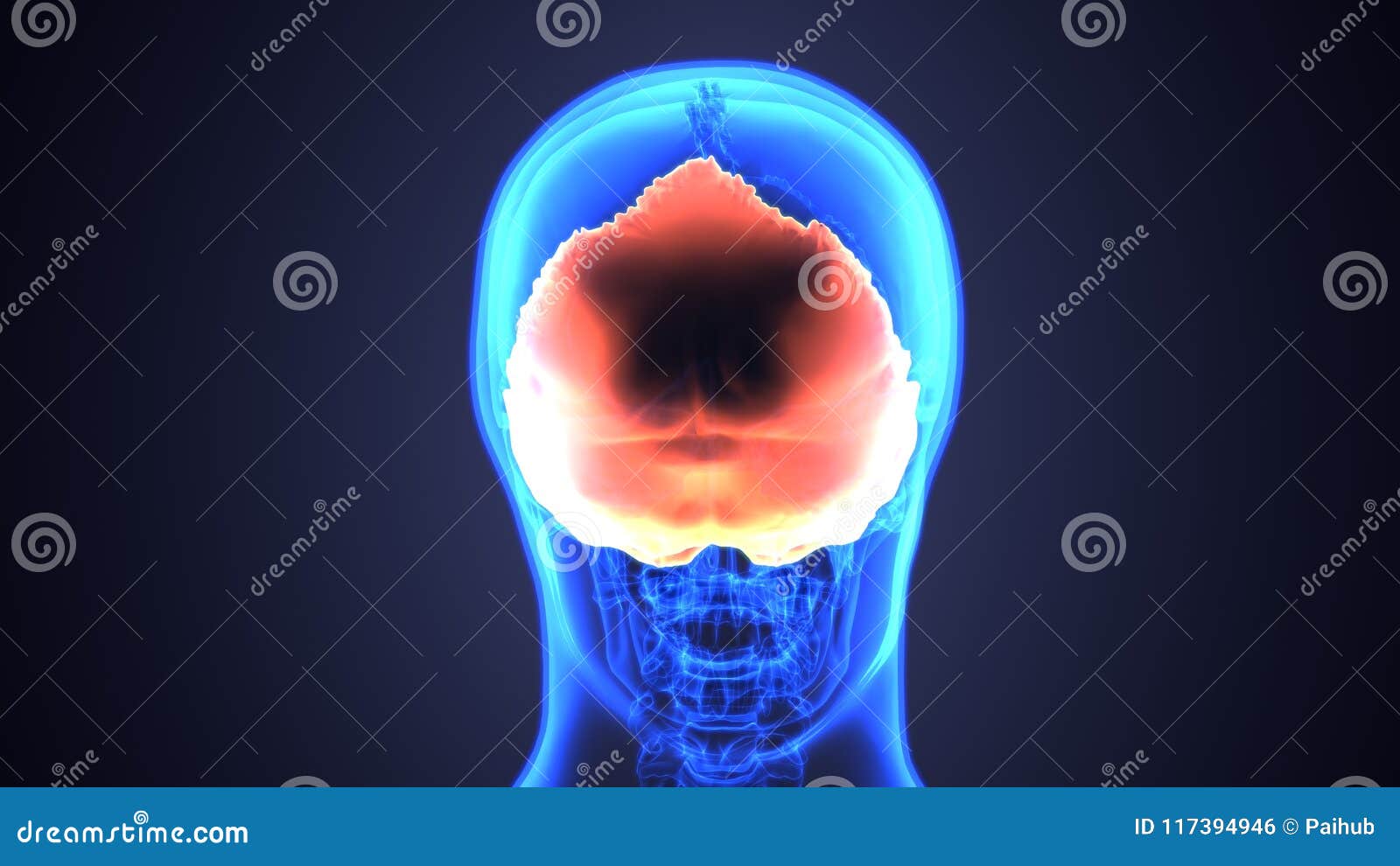 Illustrazione 3D Di Anatomia Di Scheletro Umana Del Cranio ... Illustrazione 3D Di Anatomia Di Scheletro Umana Del Cranio ...