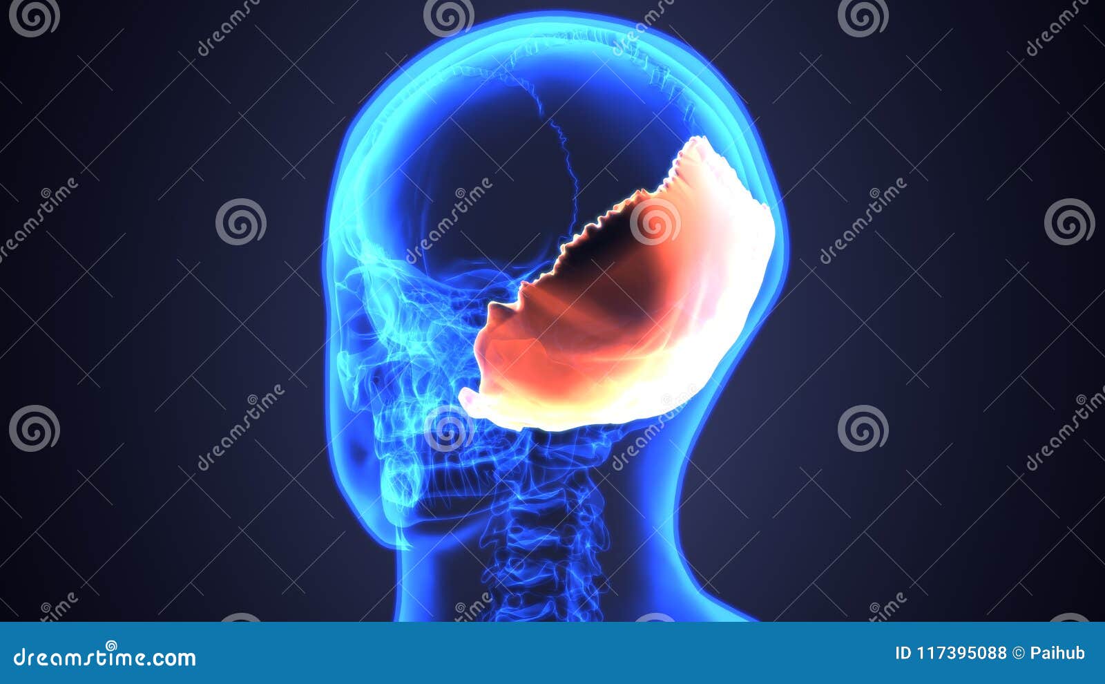 Illustrazione 3D Di Anatomia Di Scheletro Umana Del Cranio ... Illustrazione 3D Di Anatomia Di Scheletro Umana Del Cranio ...