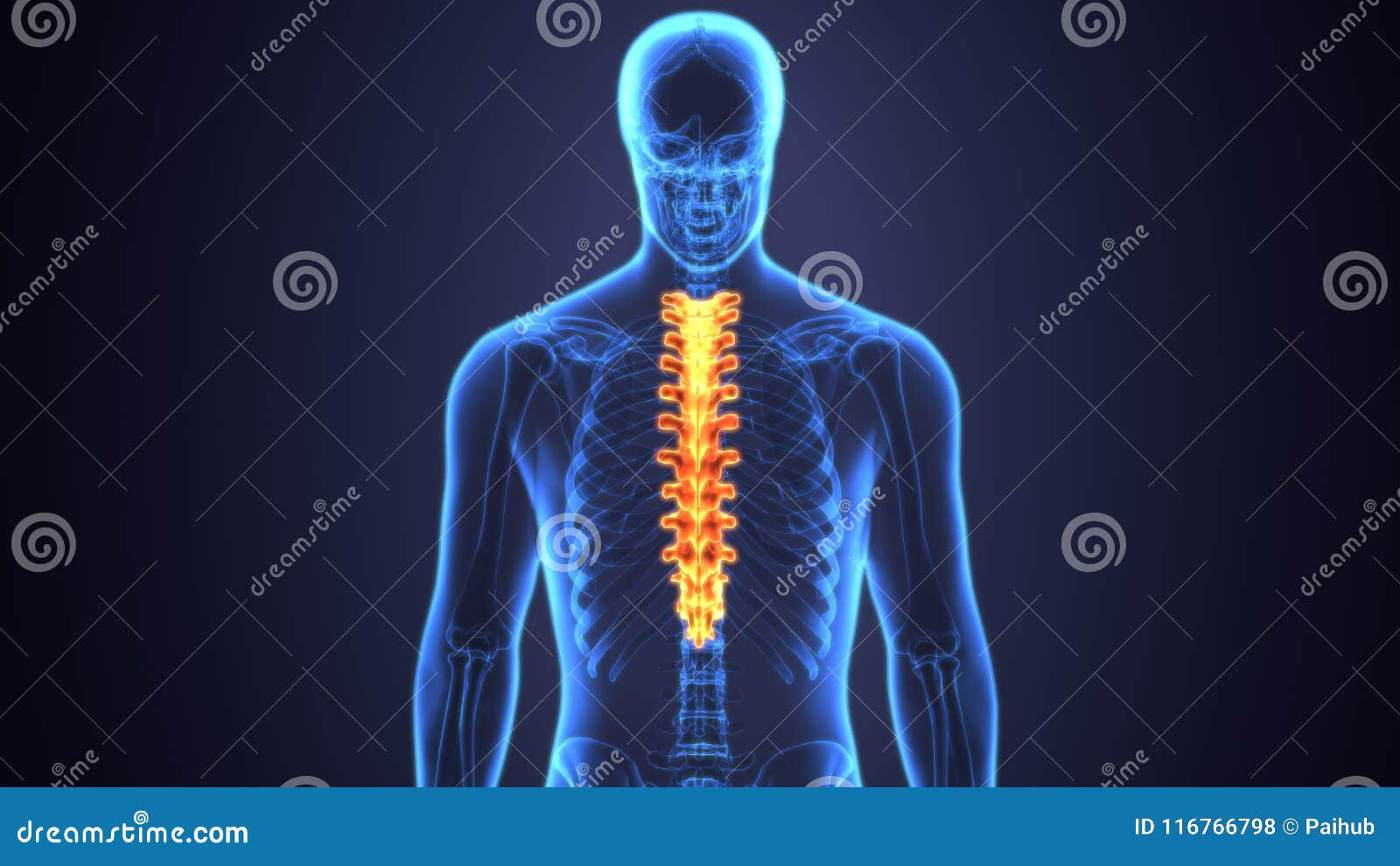 Illustrazione 3d Di Anatomia Spinale Di Scheletro Dell'osso ...