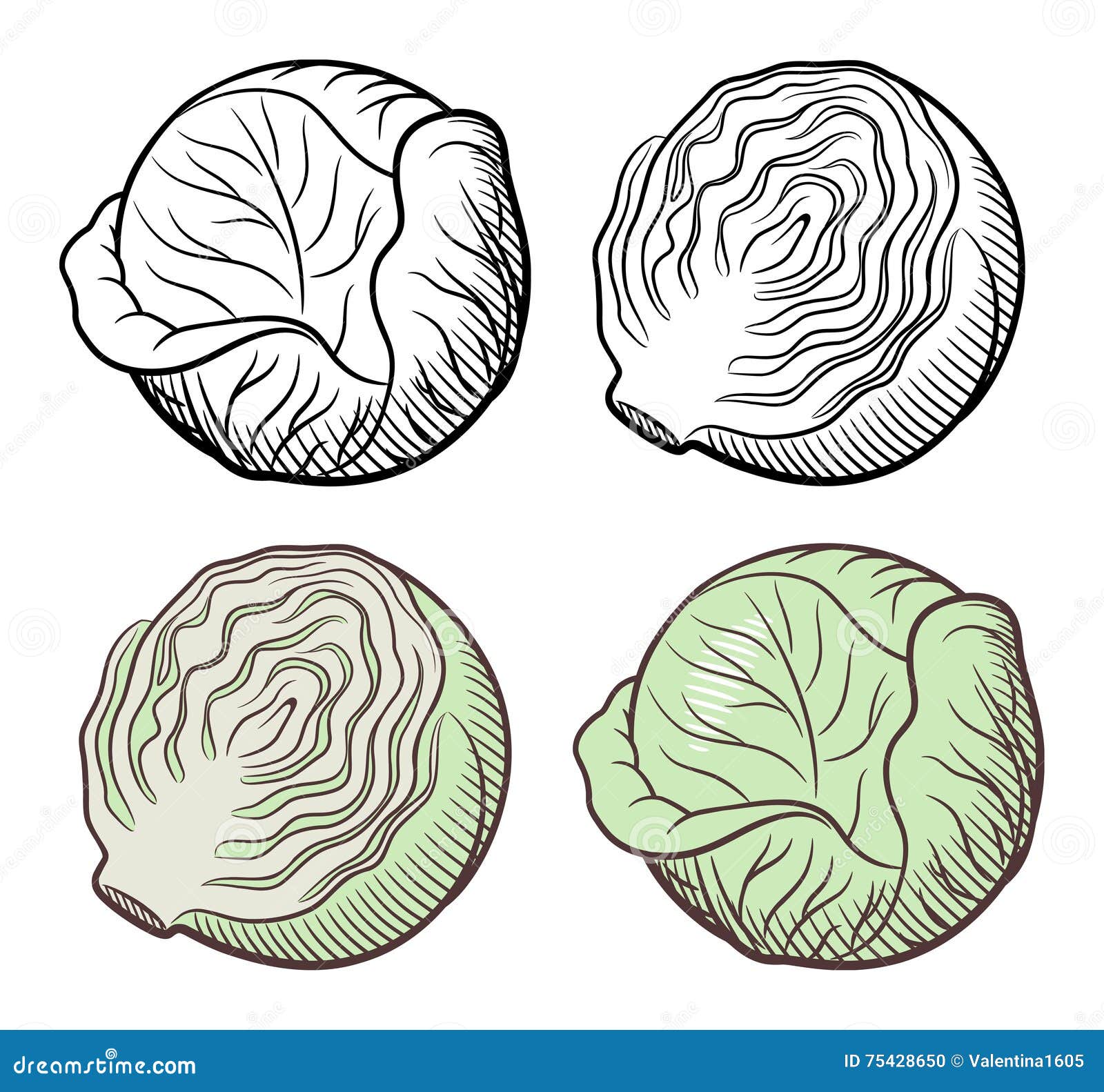 Illustrazione del cavolo illustrazione vettoriale. Illustrazione di ...