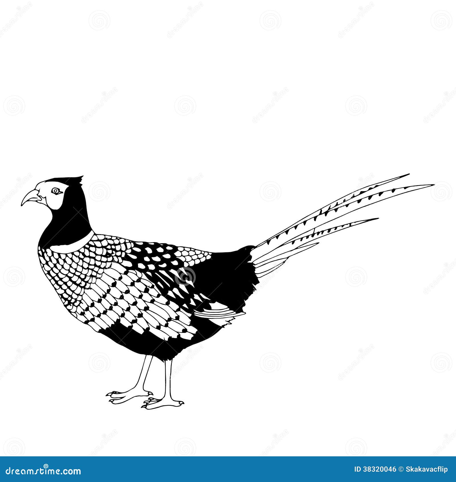 Illustrazione del fagiano illustrazione vettoriale. Illustrazione di ...