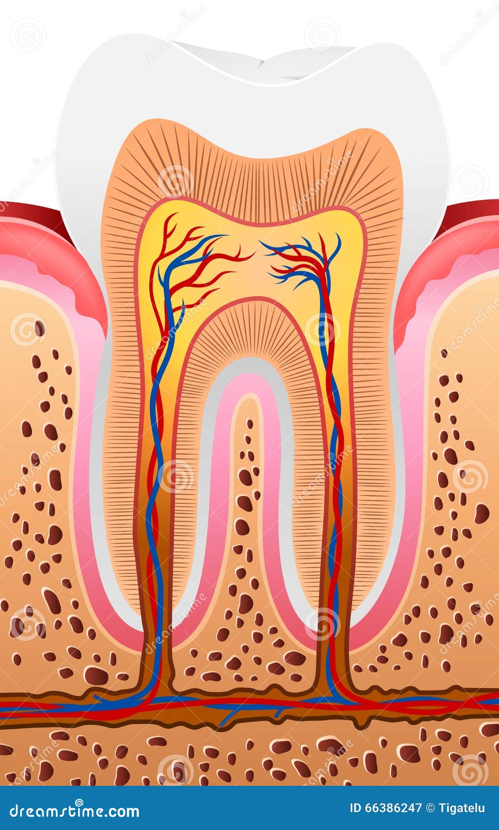 Illustrazione Del Fumetto Di Anatomia Umana Del Dente Illustrazione ... Illustrazione Del Fumetto Di Anatomia Umana Del Dente Illustrazione ...