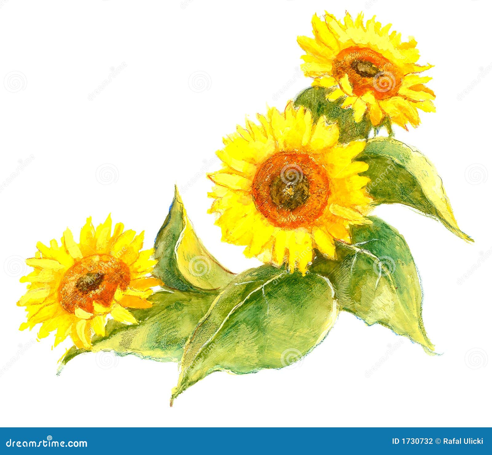 Illustrazione del girasole illustrazione di stock. Illustrazione di ... Illustrazione del girasole illustrazione di stock. Illustrazione di ...