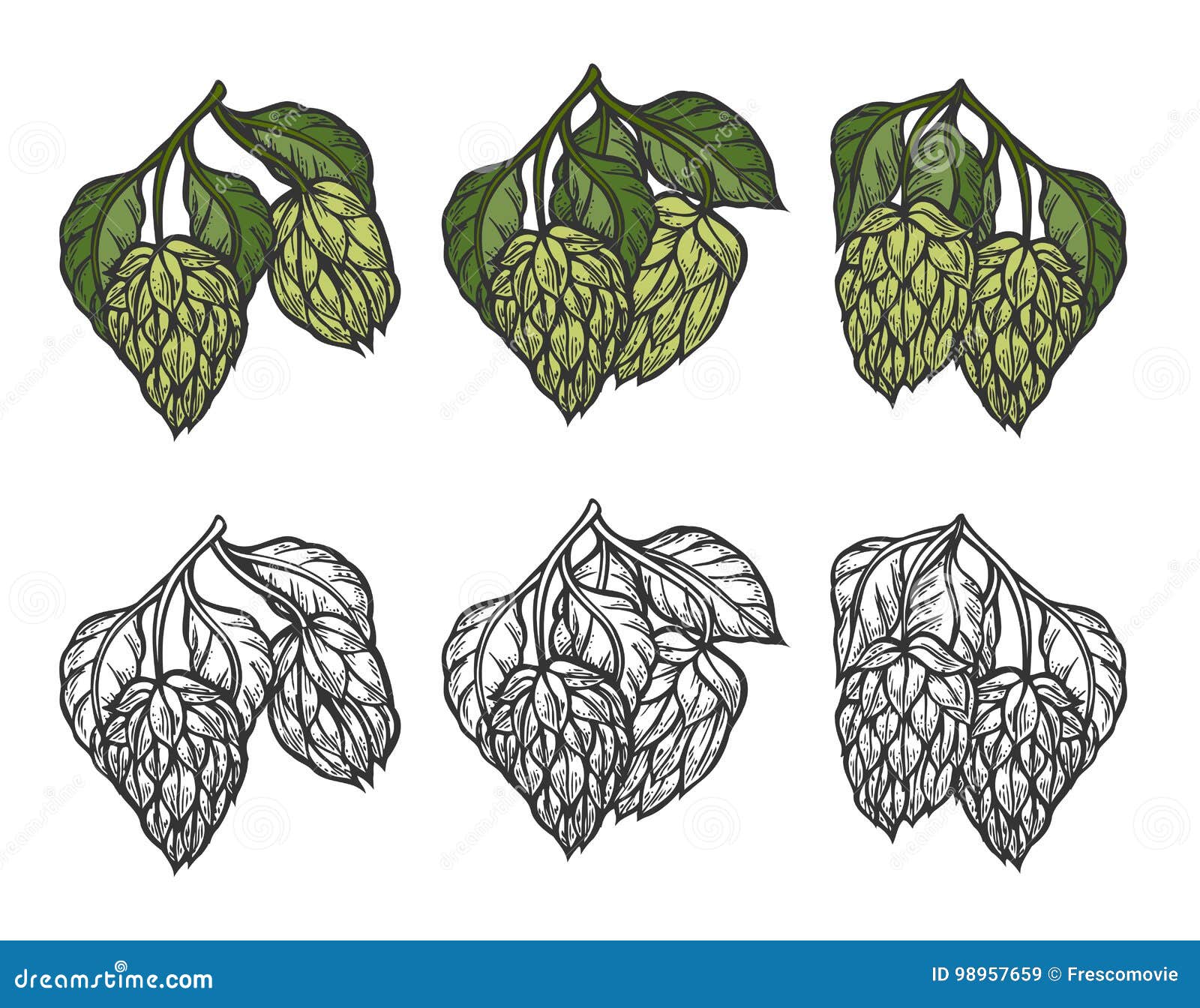 Illustrazione Del Luppolo Della Birra Illustrazione Vettoriale ...