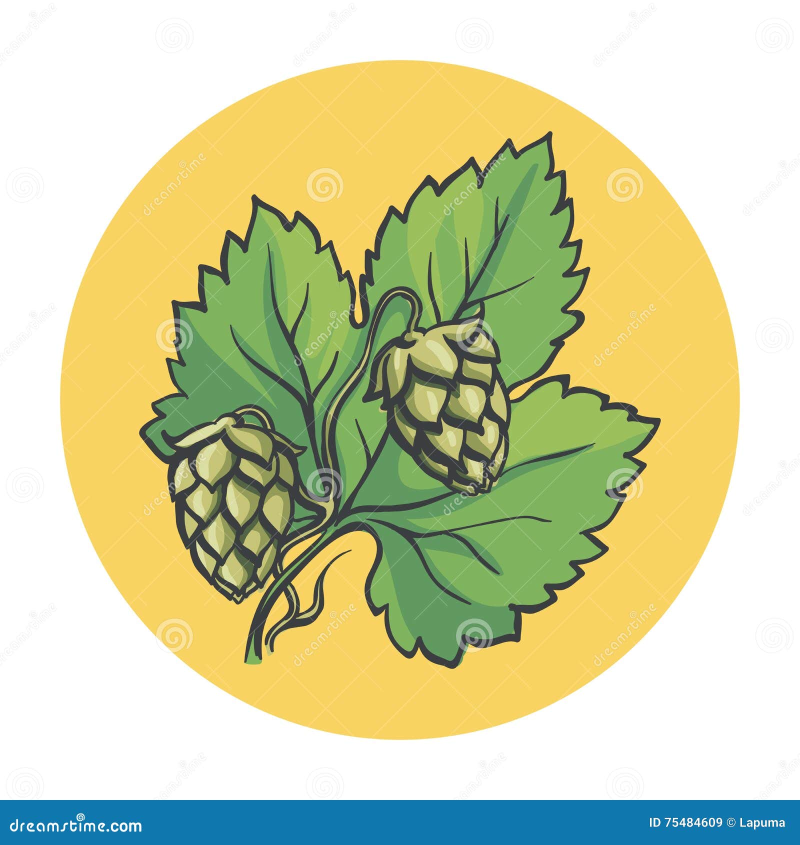 Illustrazione Del Ramo Del Luppolo Illustrazione Vettoriale ...