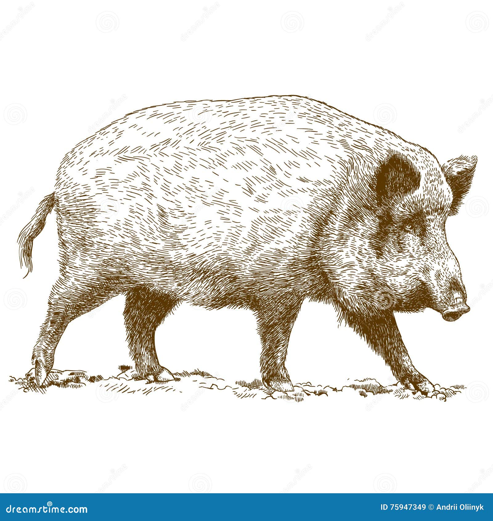 Illustrazione Dell'incisione Del Cinghiale Illustrazione Vettoriale ...