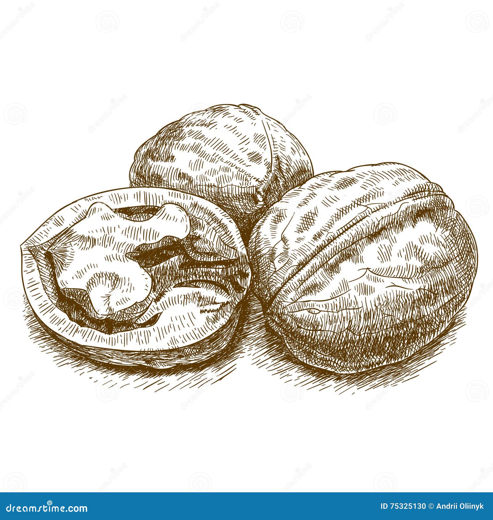 Illustrazione Dell'incisione Della Noce Illustrazione Vettoriale ...