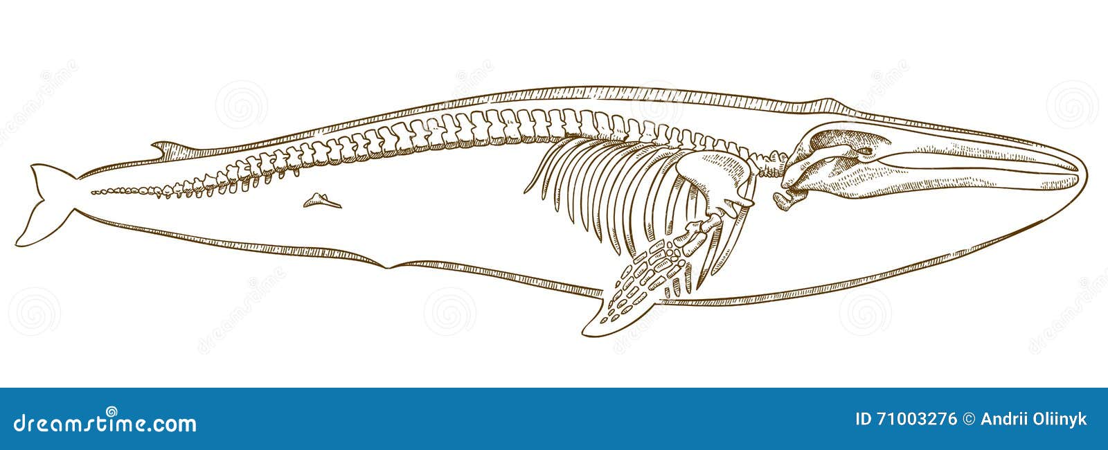 Illustrazione Dell'incisione Dello Scheletro Della Balena Illustrazione ...